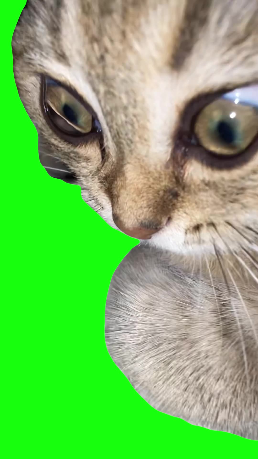 Staring Cat | Green Screen