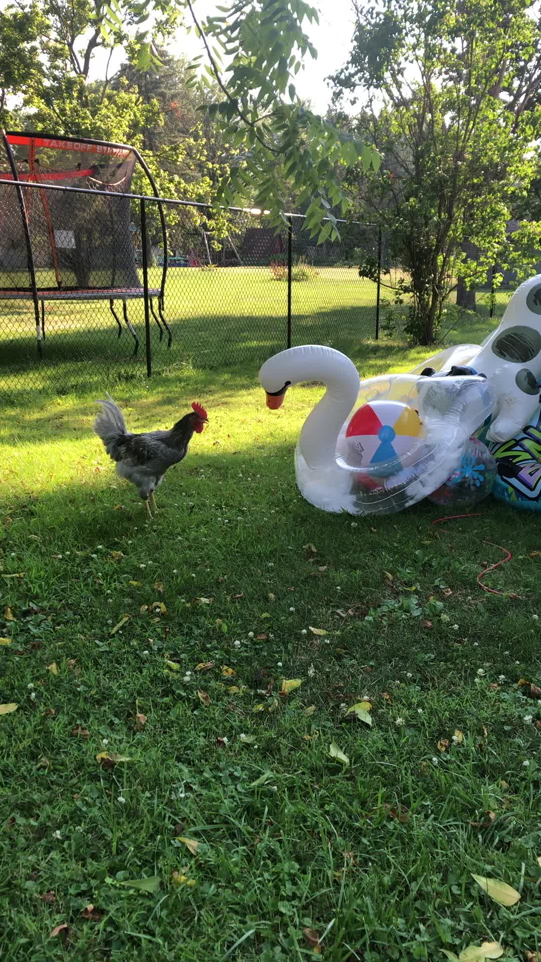 Woodstock the rooster battles a swan