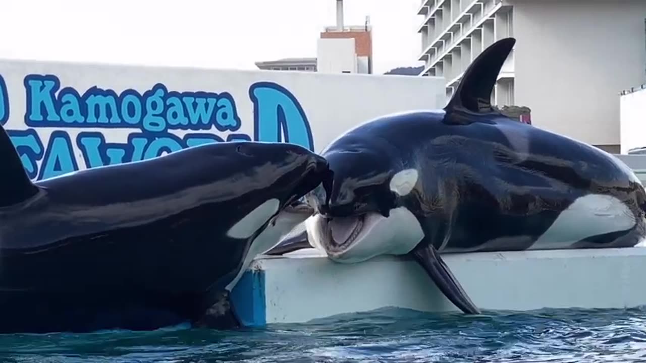 Two Orcas kissing and smiling for the camera