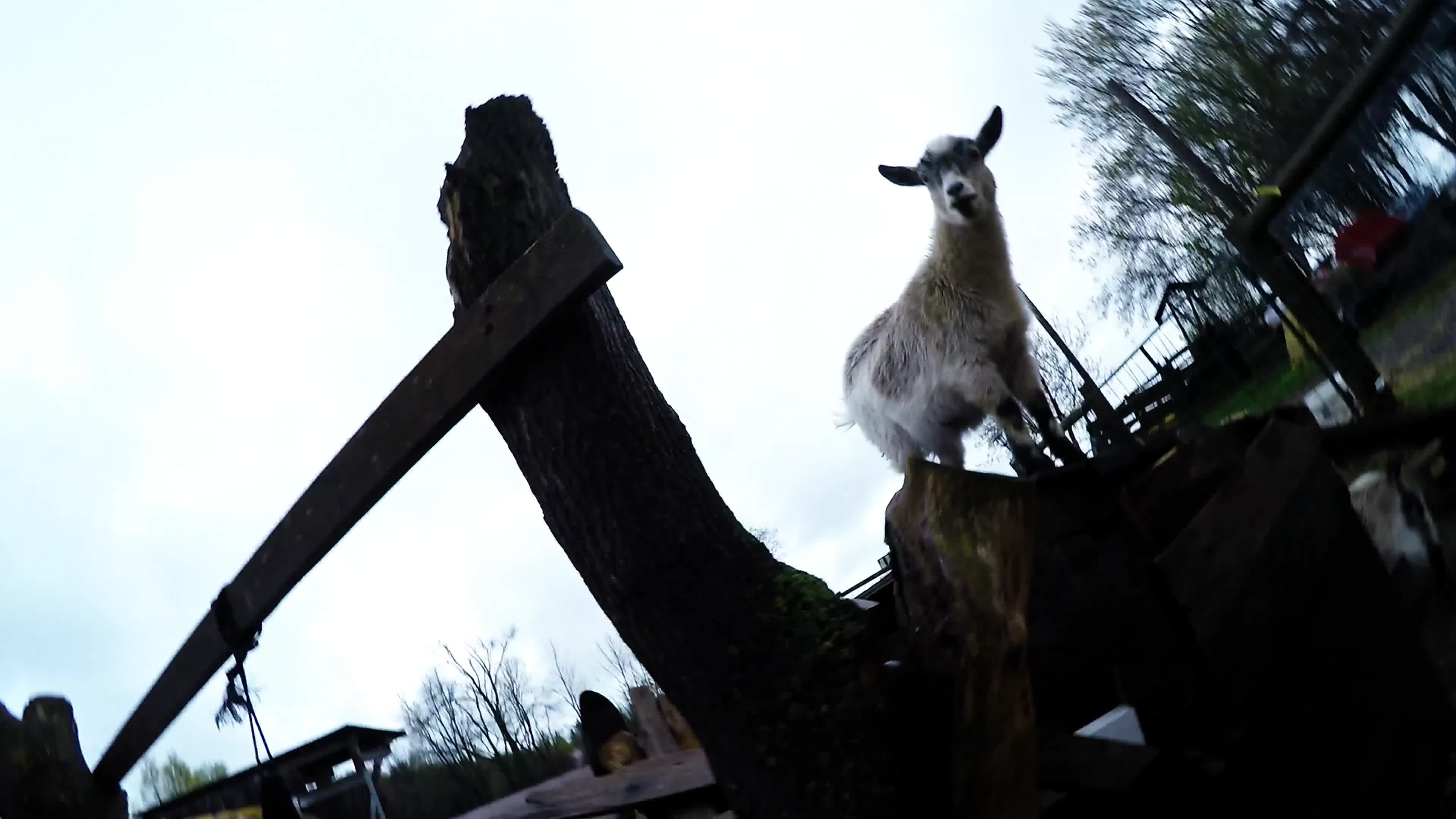 1-week-old baby goat bounces along with his mother