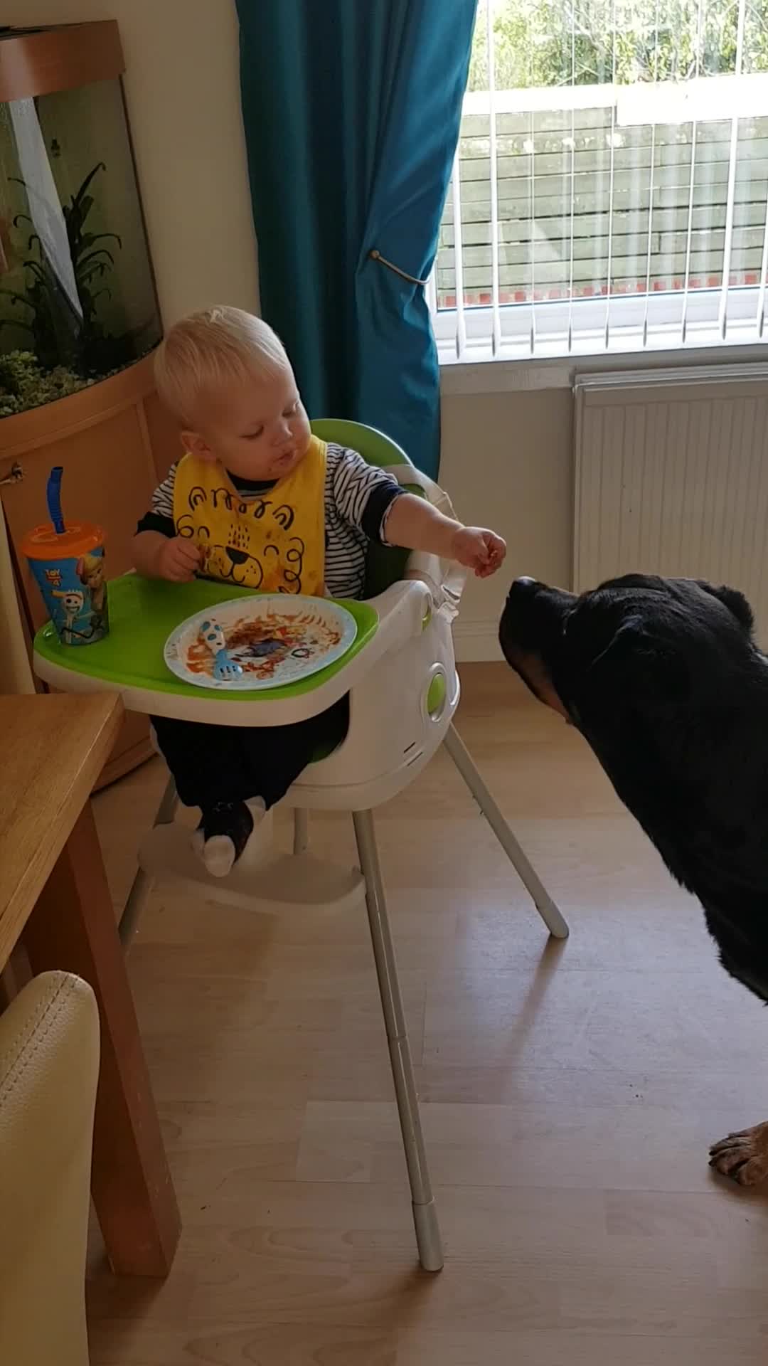 Boy Shares Dinner With Friendly Rottweiler