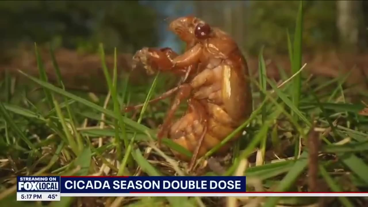 U.S. TO FACE EXTREMELY RARE “CICADA-GEDDON” AS TWO GENERATIONS OF OVER ...