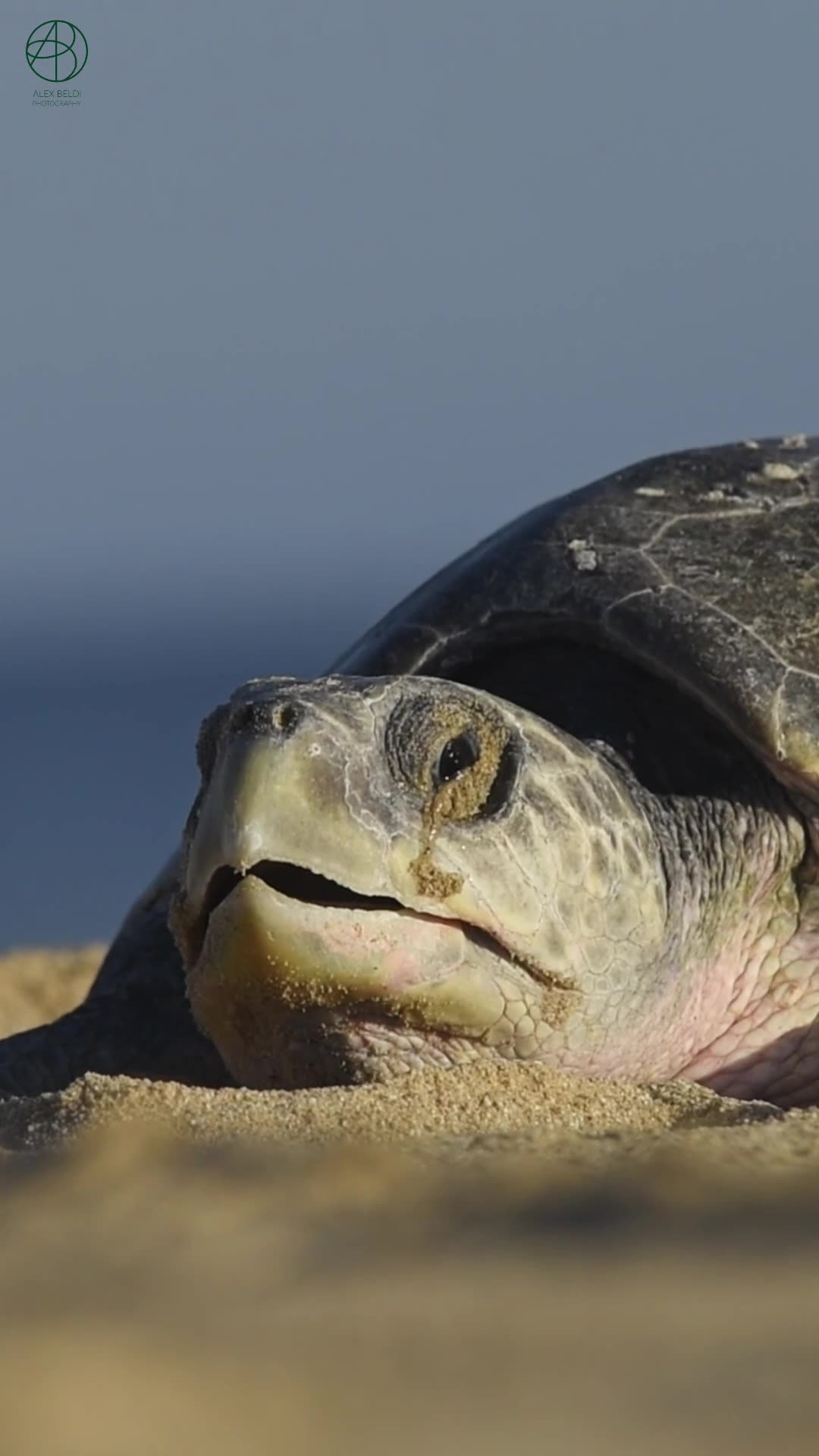 Sea turtle mother laying its eggs 🐢