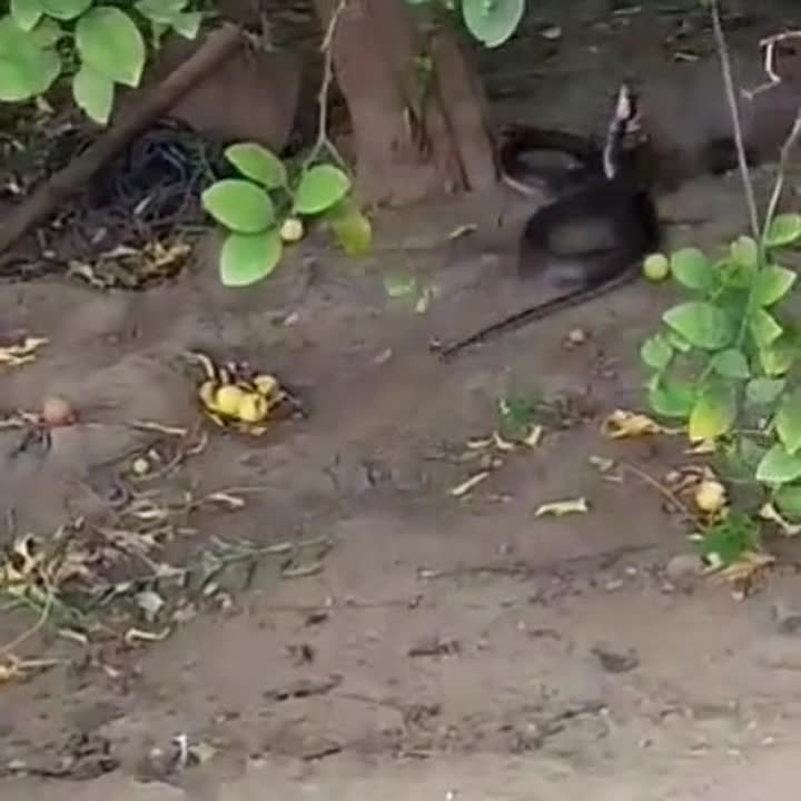 Mellers Mongoose Snags Black Mamba Snake
