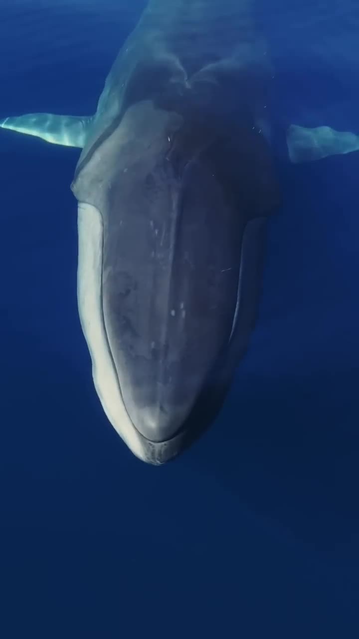 Beautiful Fin Whale
