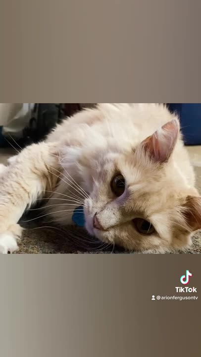 My Cat Named Pooh Pooh ️