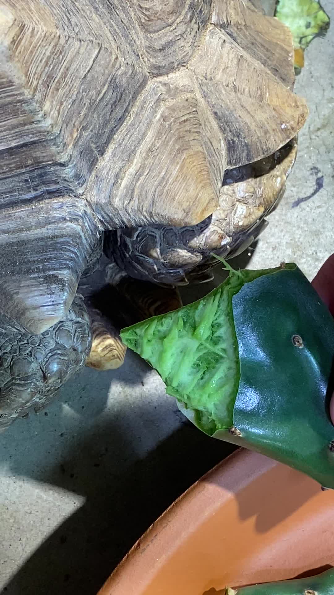 Sulcata tortoise eating prickly pear pad