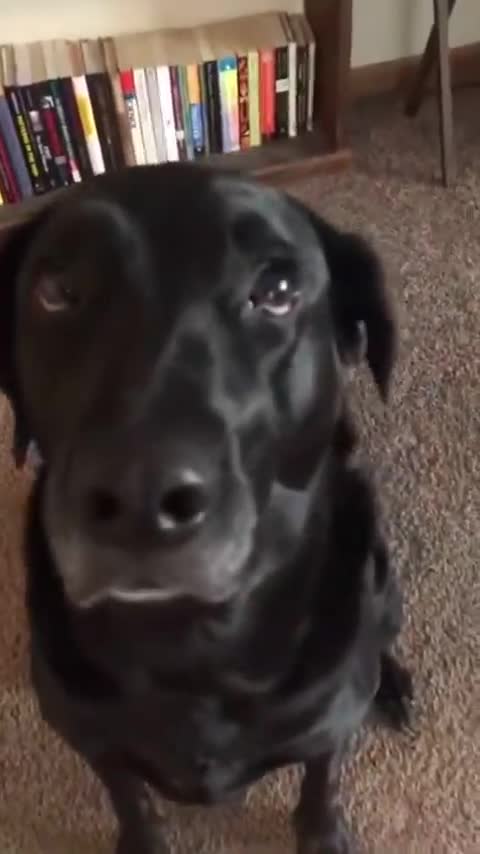 How to tell difference between pure breed and impure breed dog..😋😋😋