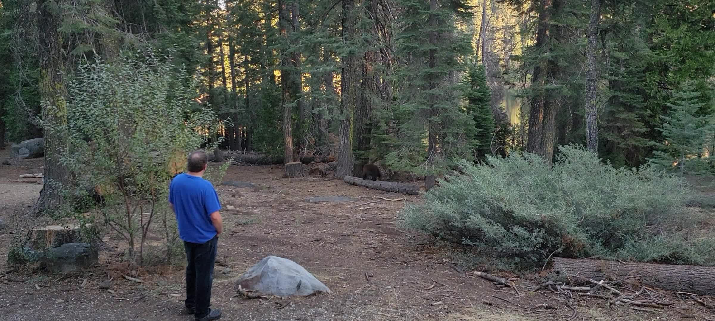 Man Attempts To Scare Bear From Campsite