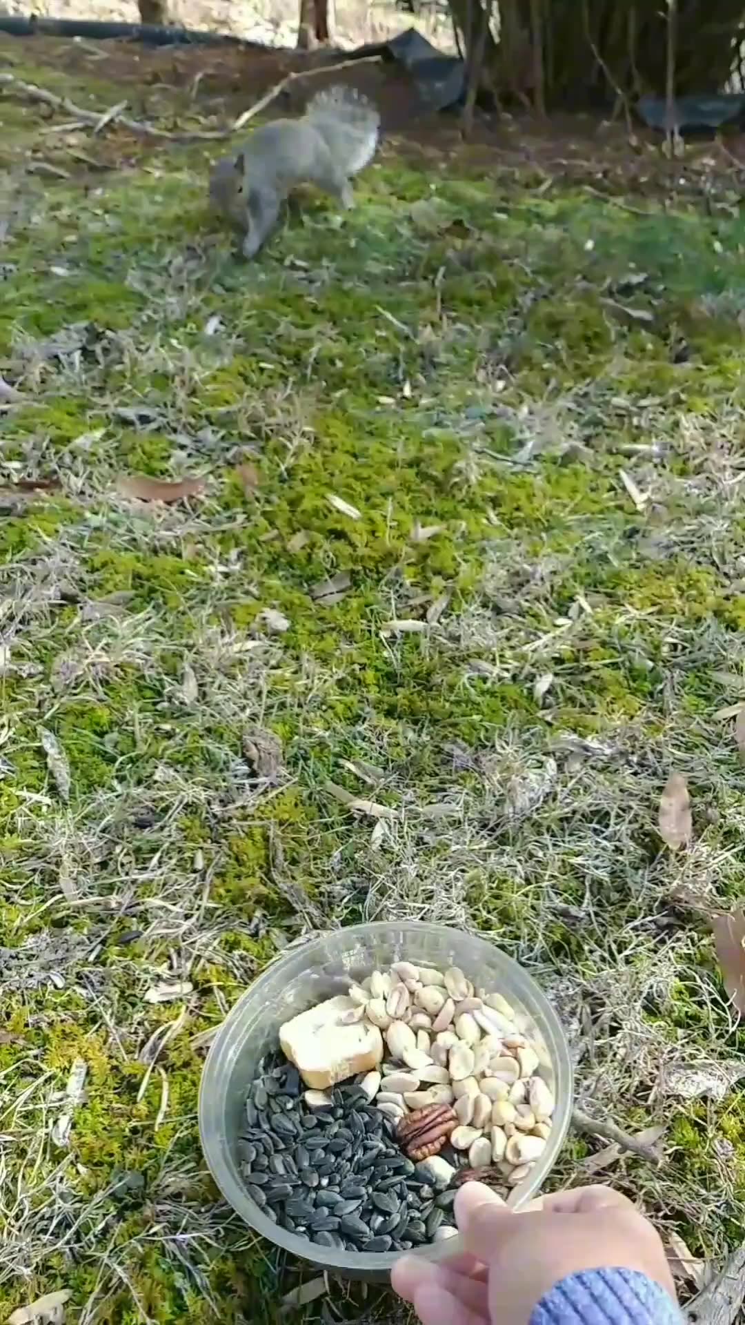 Squirrel storing more food for later/Cute animals