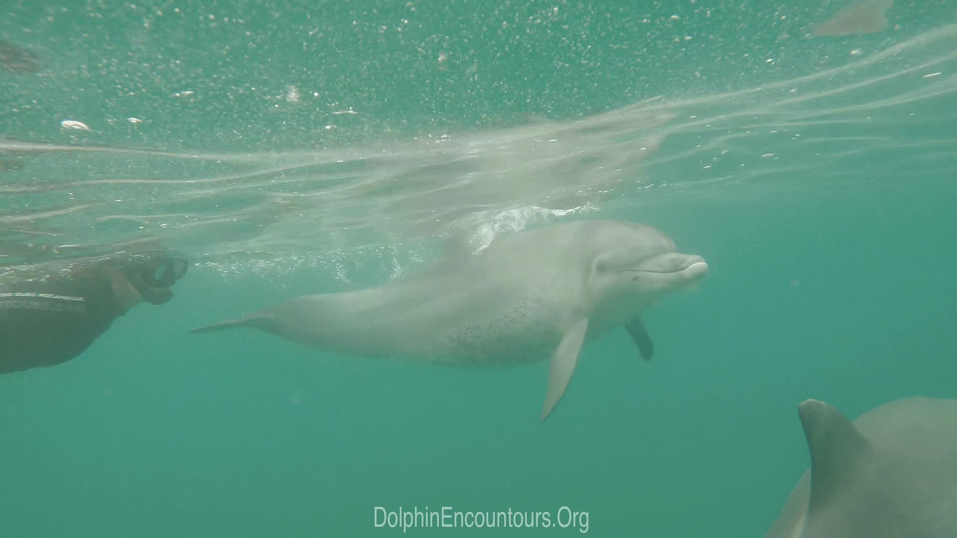 Dolphin Diary 040922