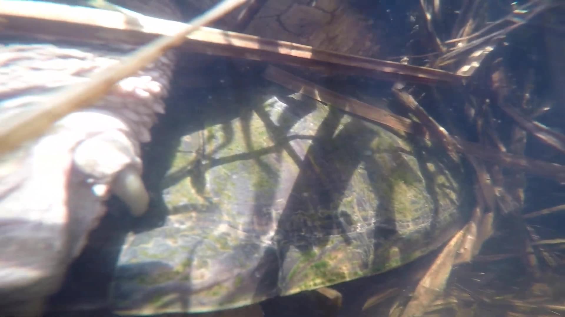 Snapping Turtles Mating Snapping Turtles Mating