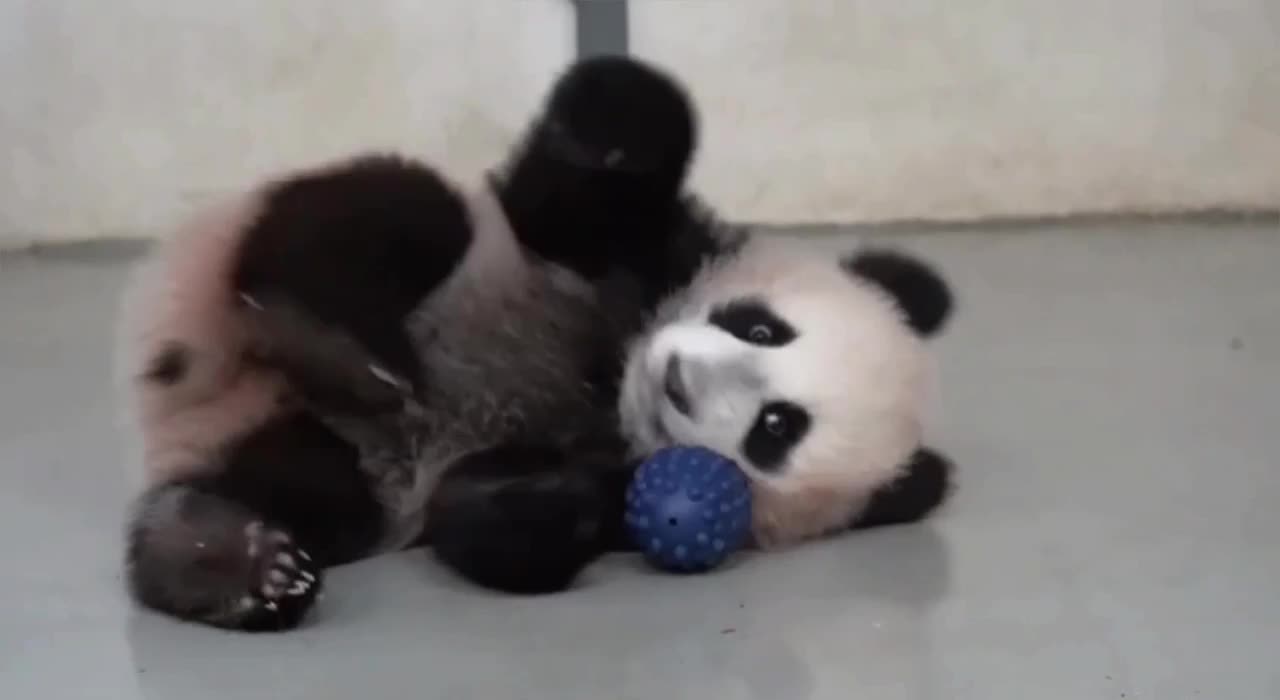 Such a cute playful baby Panda