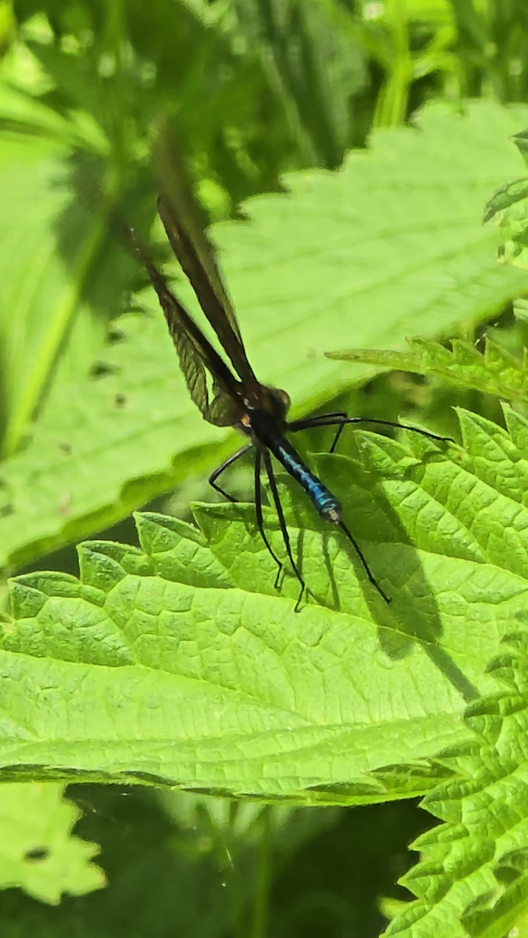 Blue dragonfly flies away in slow motion / beautiful insect in slow motion.