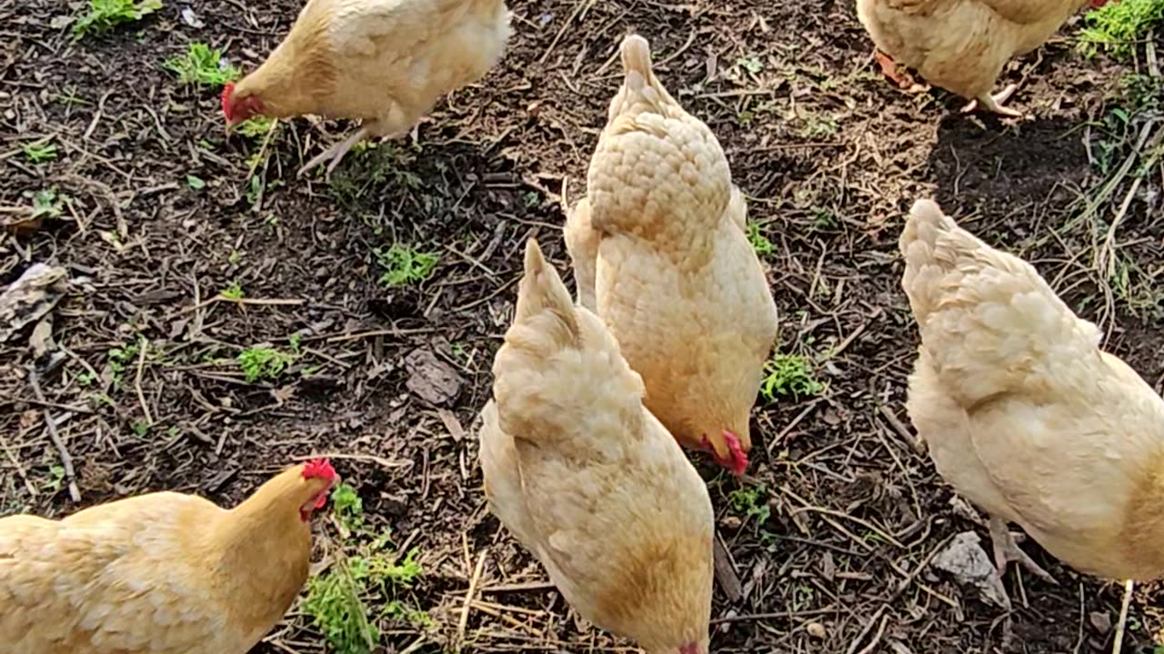 OMC! Orpington hens compete for clover, brownie shows up and an angry ...