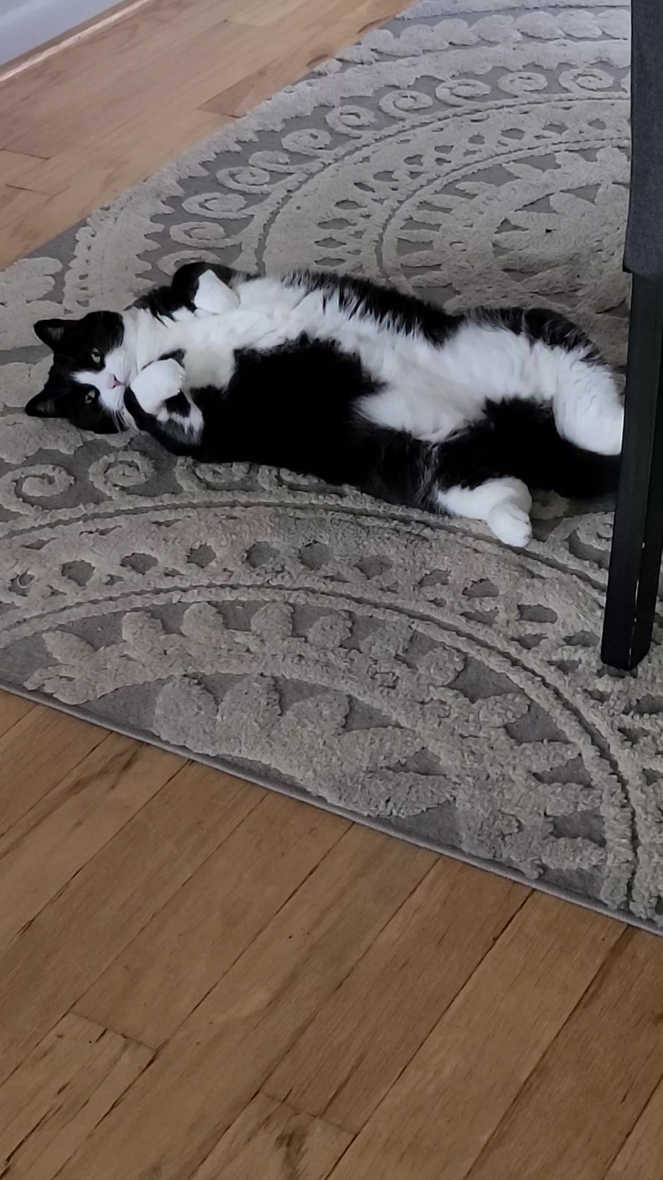 Felicia the HANGRY cat