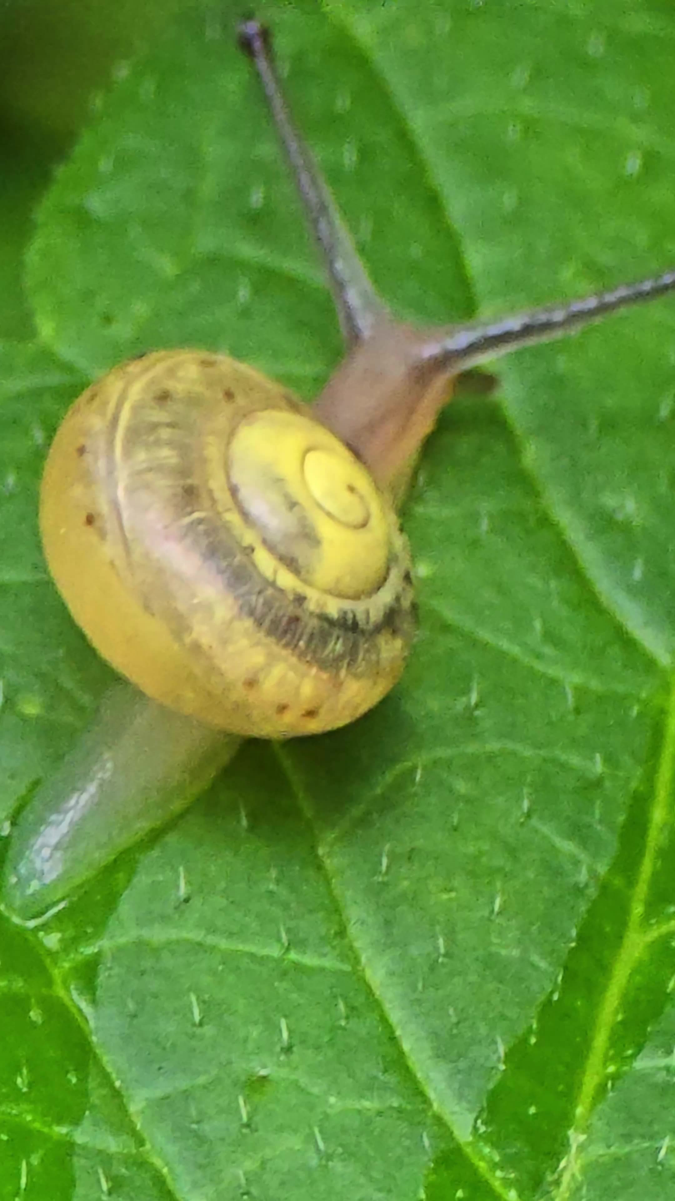Mini snail close-up / beautiful snail with house on a leaf.