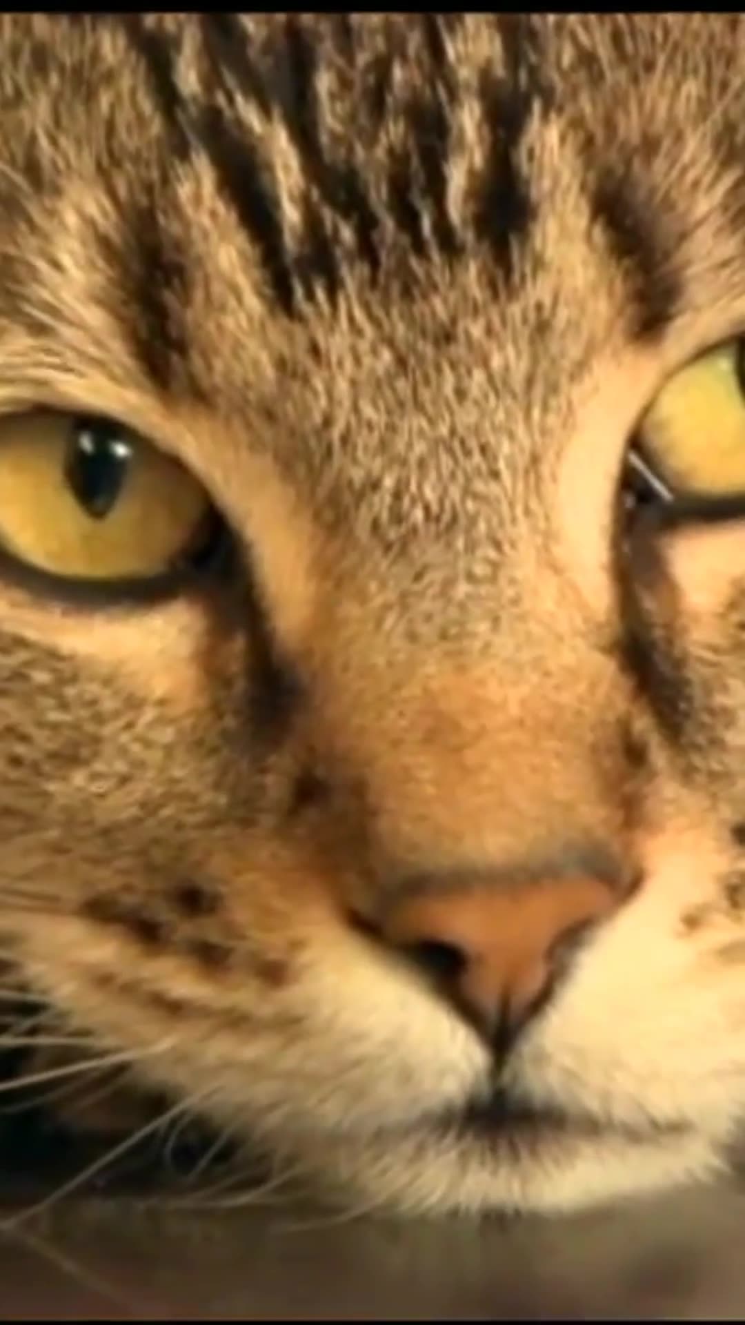 Cat Saves Boy from Dog