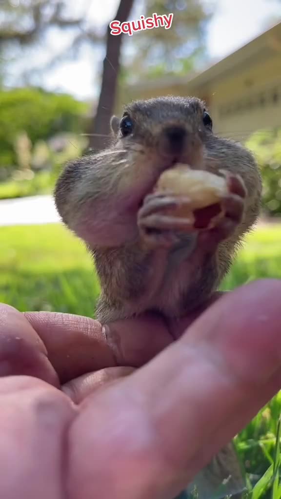 Filled Cheeks Soft