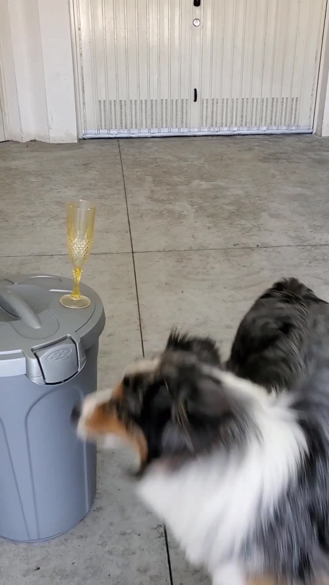 Nimble Dog Pulls Bill from under Glass while Riding a Skateboard