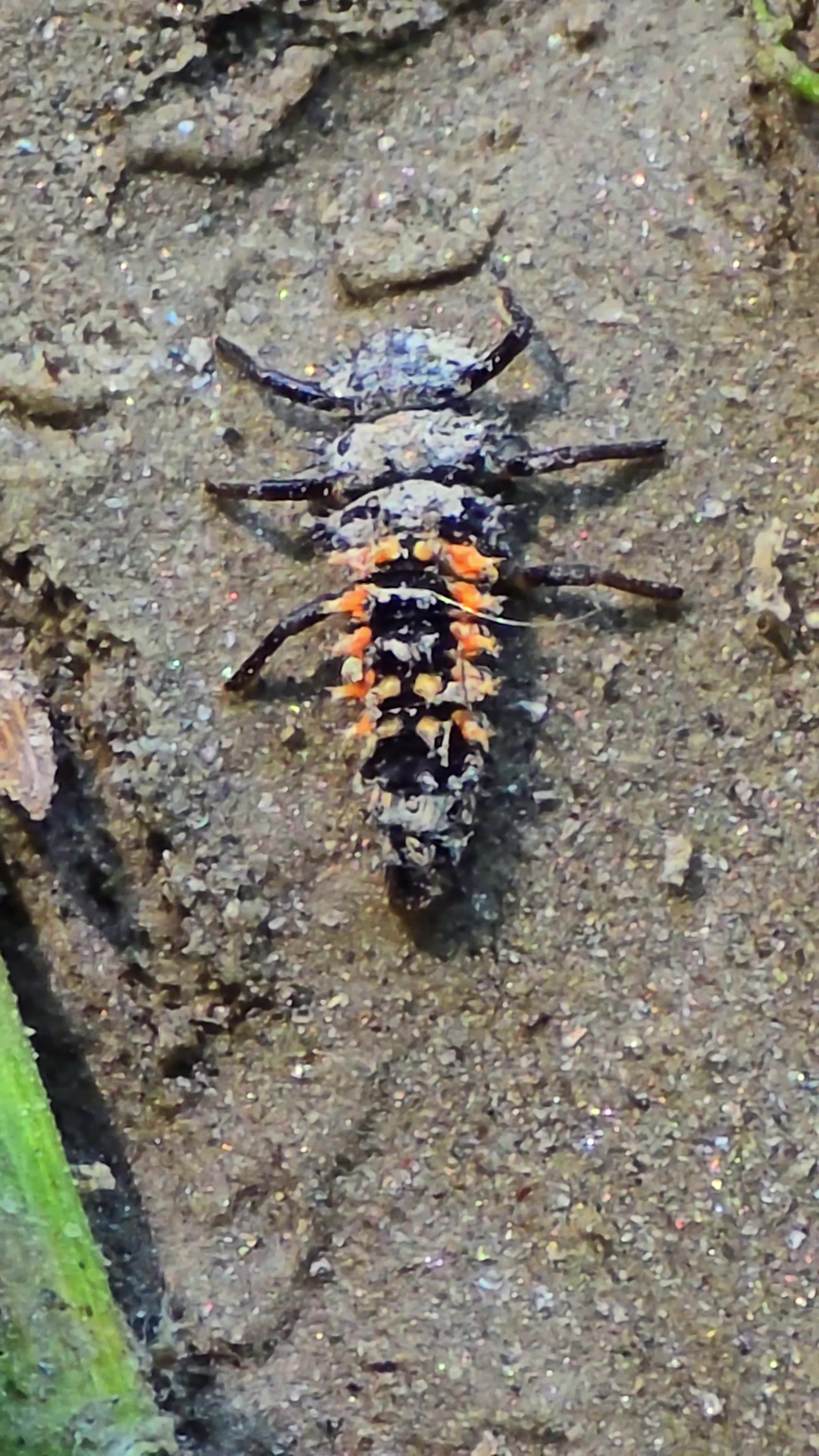 Asian ladybird larva / beautiful insect in nature.
