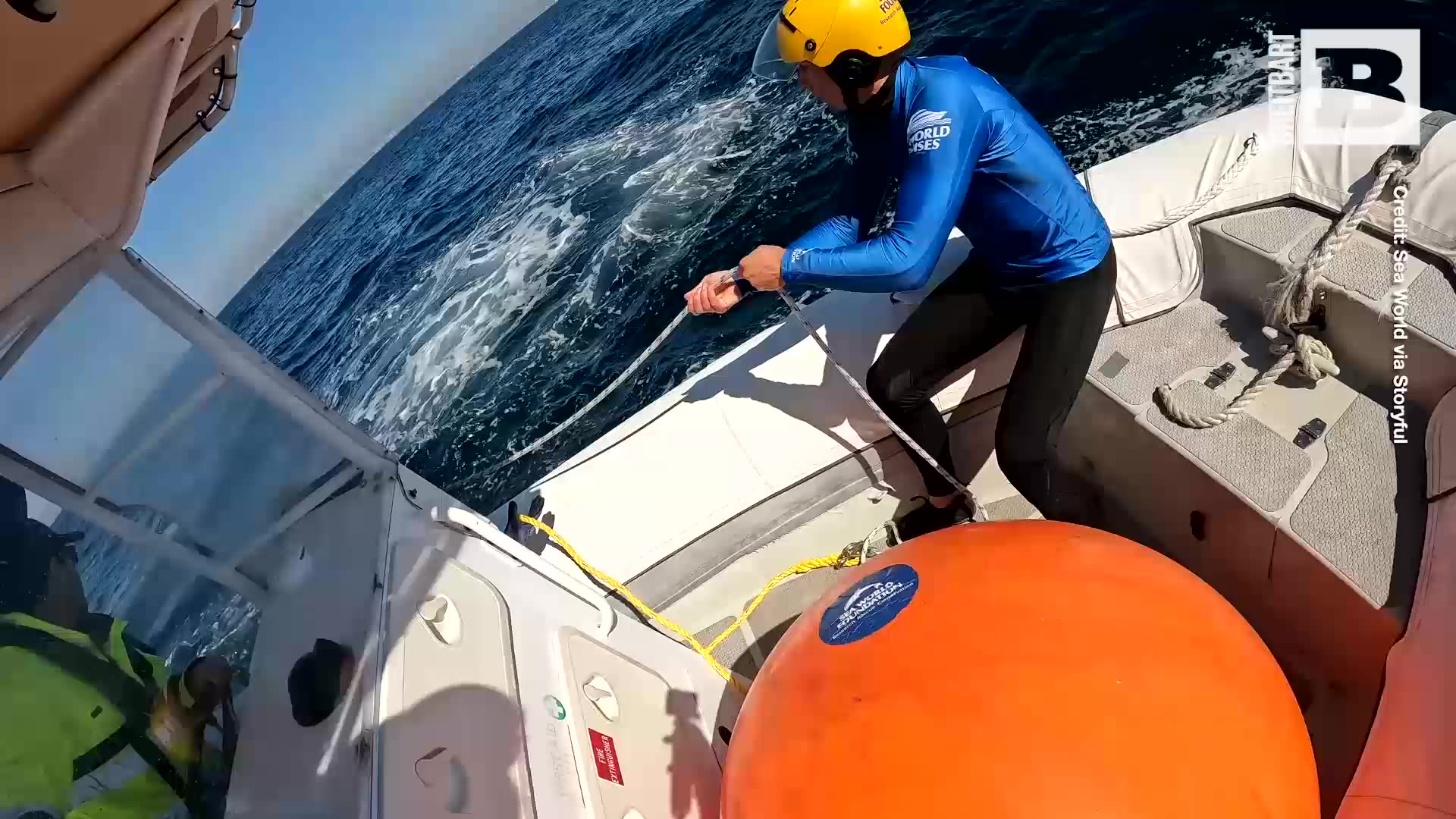 ANCHORS AWEIGH! Sea World Rescue Team Helps Free Humpback Whale Tangled ...