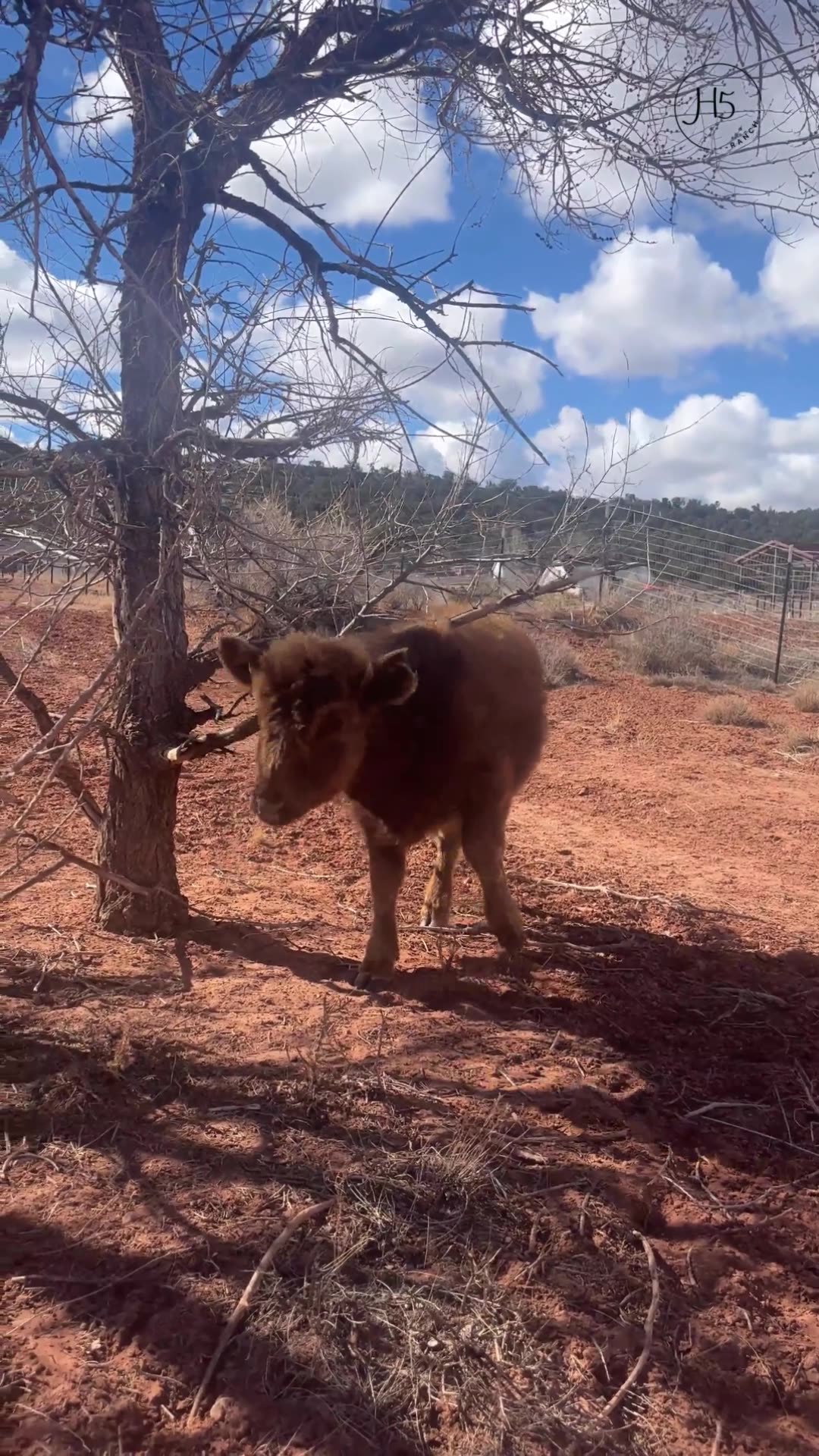 Adorable Antics: Lucy the Mini Dexter Cow's Playful Day at H5 Ranch