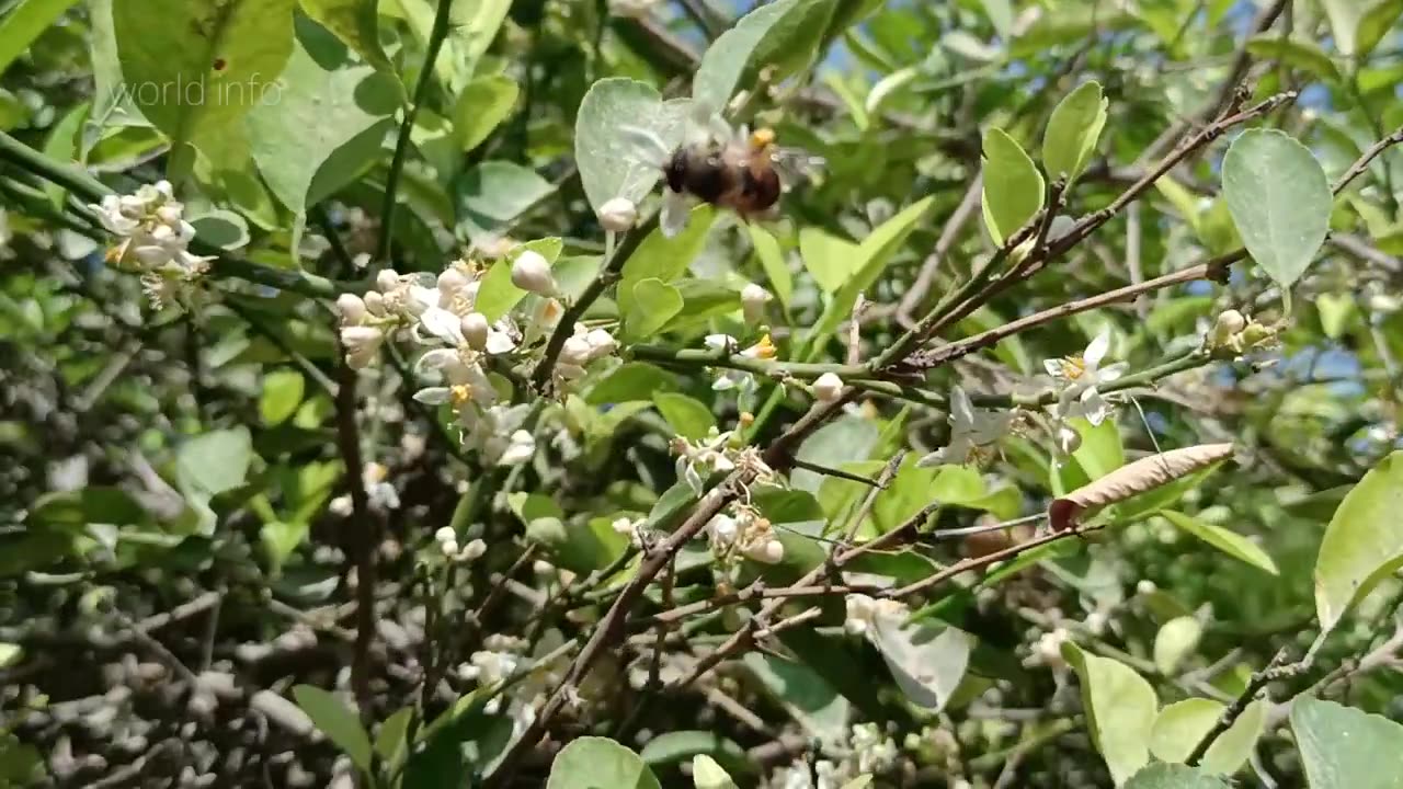 How Are Lemons Pollinated || lemon flower to fruit || how lemon tree ...