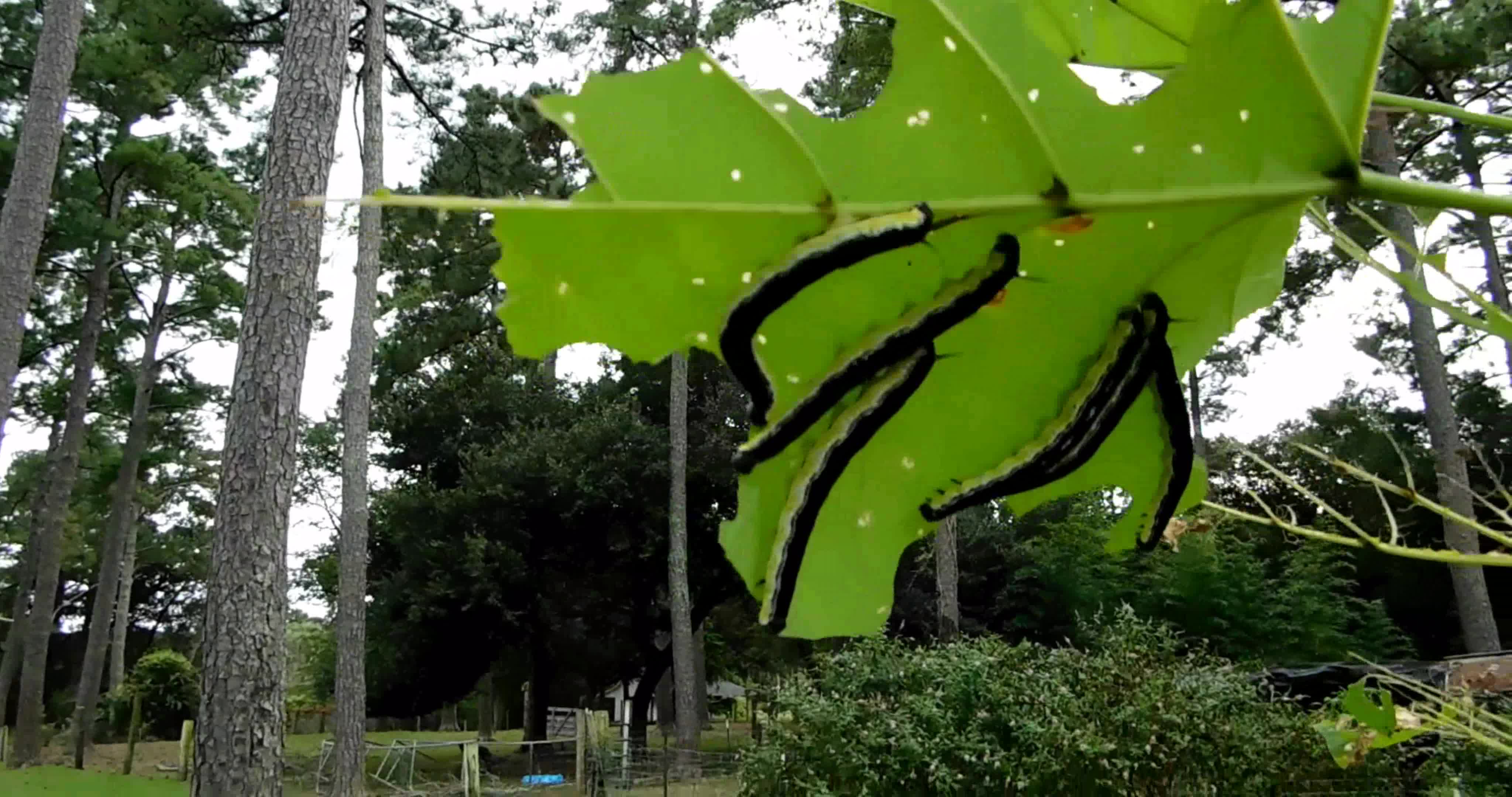 Best fish bait in the south--- Catawba Worms