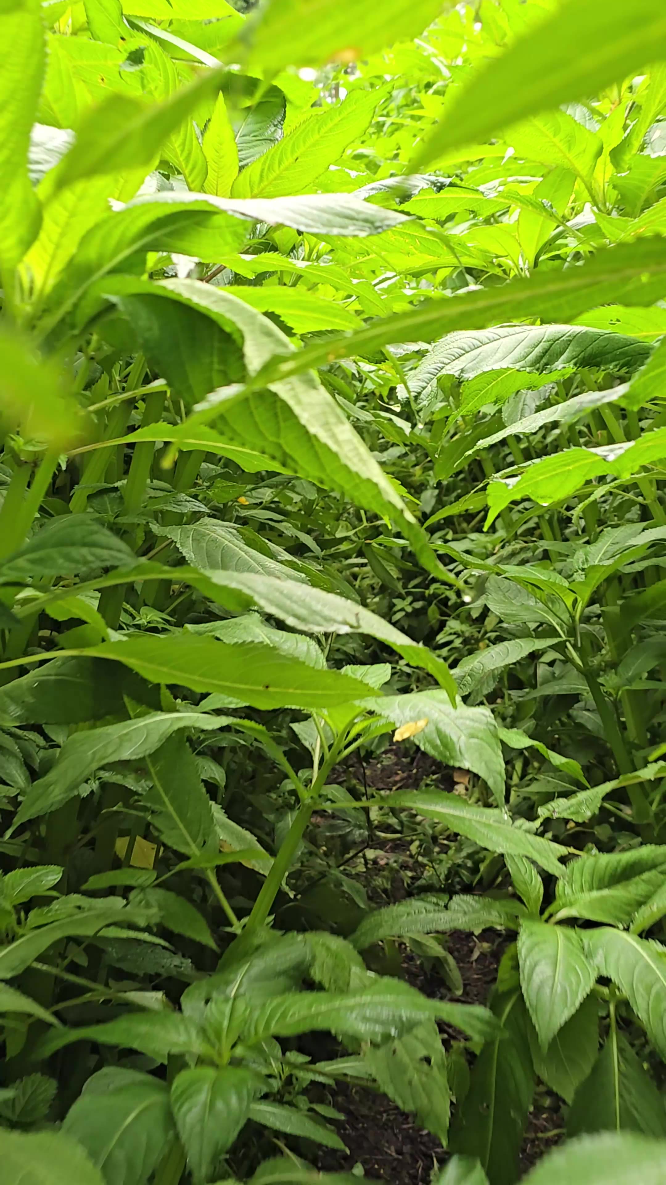 Walking through high bushes to get to a river / walk by the river ...