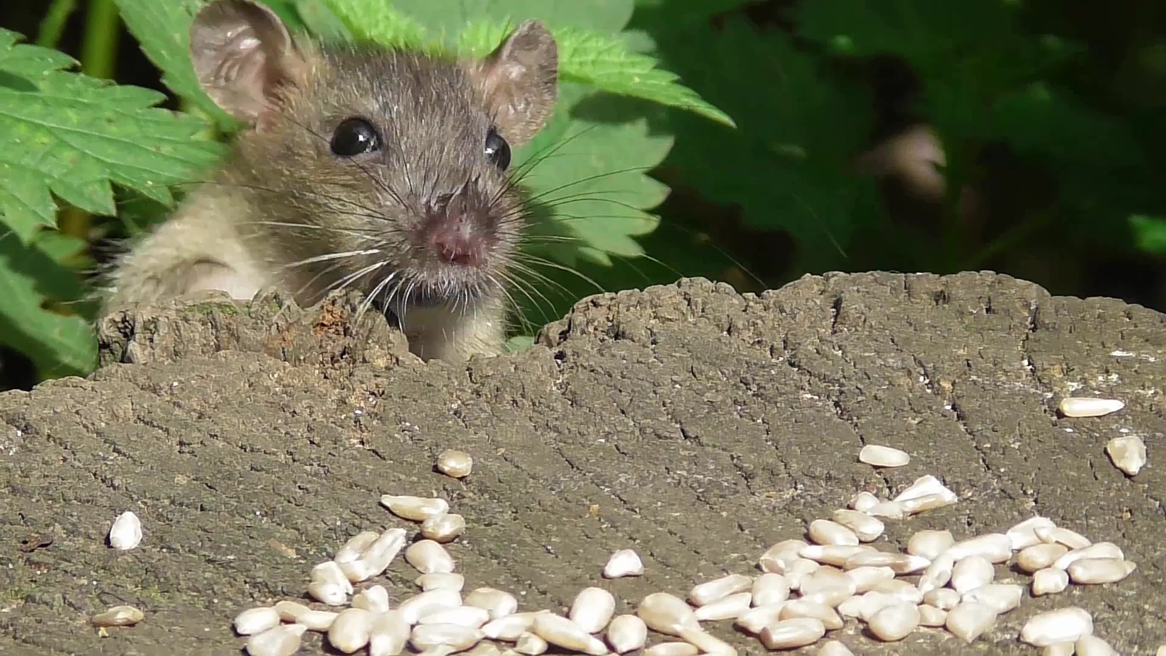 Sneaky Rodents Have Game Of Hide And Seek