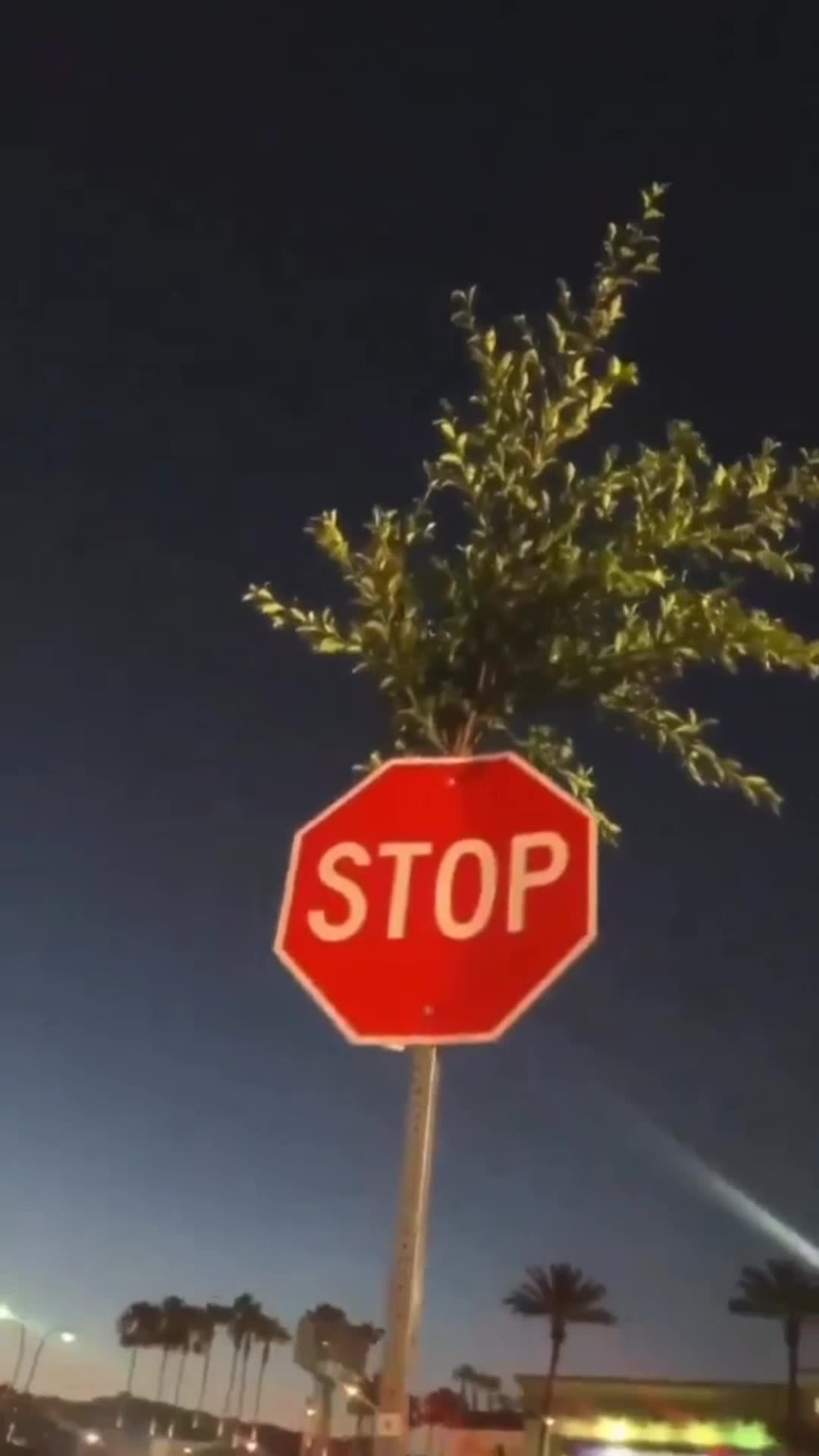 Woman finds a tree growing through a stop sign