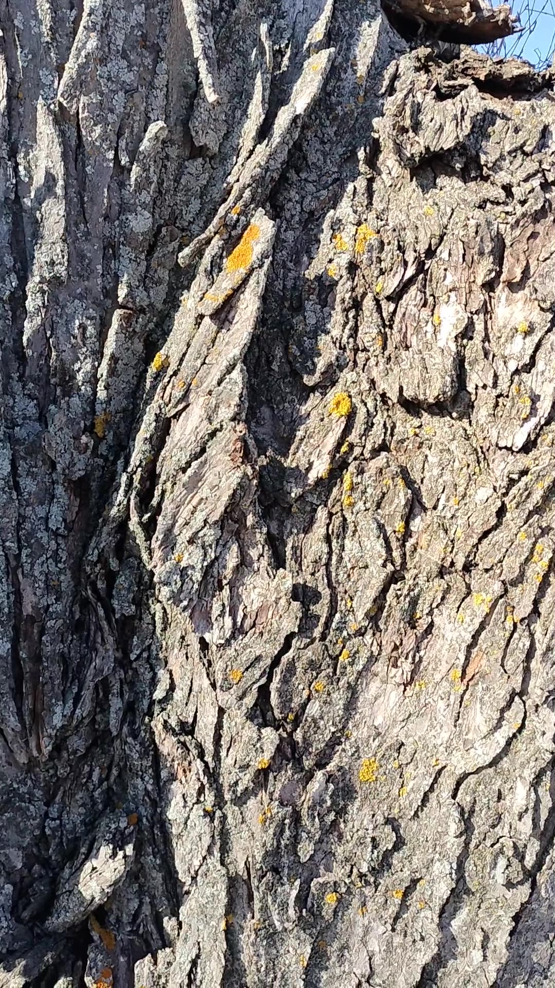 Tapping Silver Maple Trees