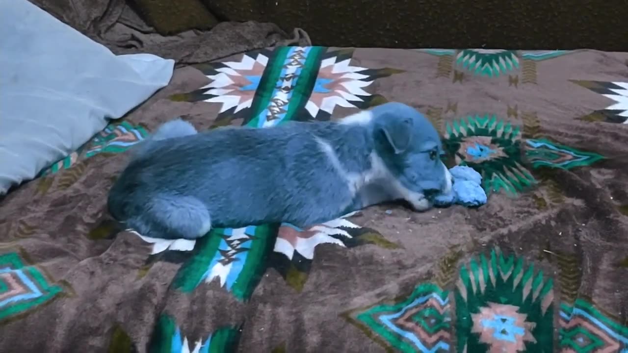 Puppy having a meal on chicken nuggets (Educational Edition, ft. @Terry ...