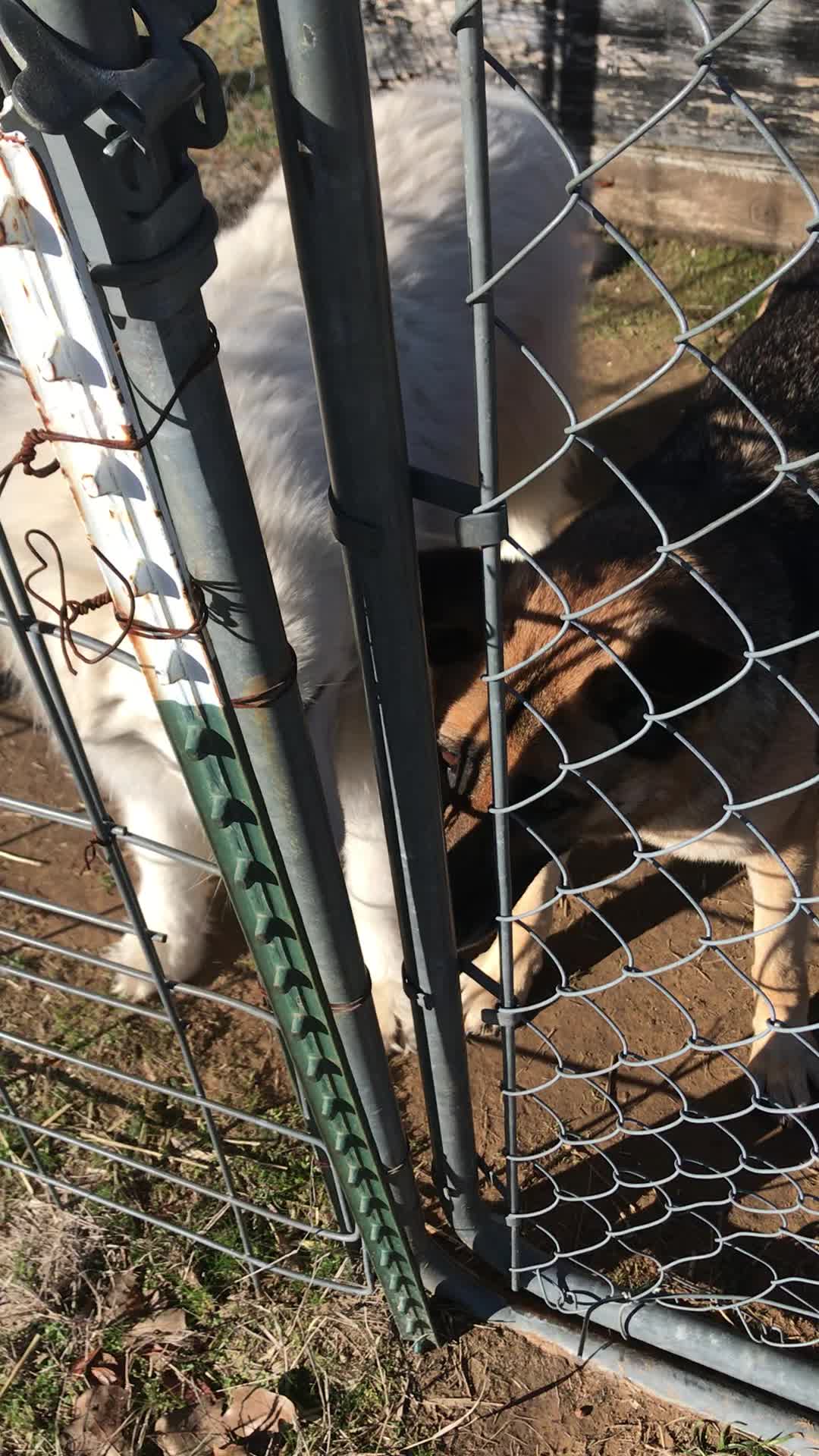 Wulfie and Coach load up