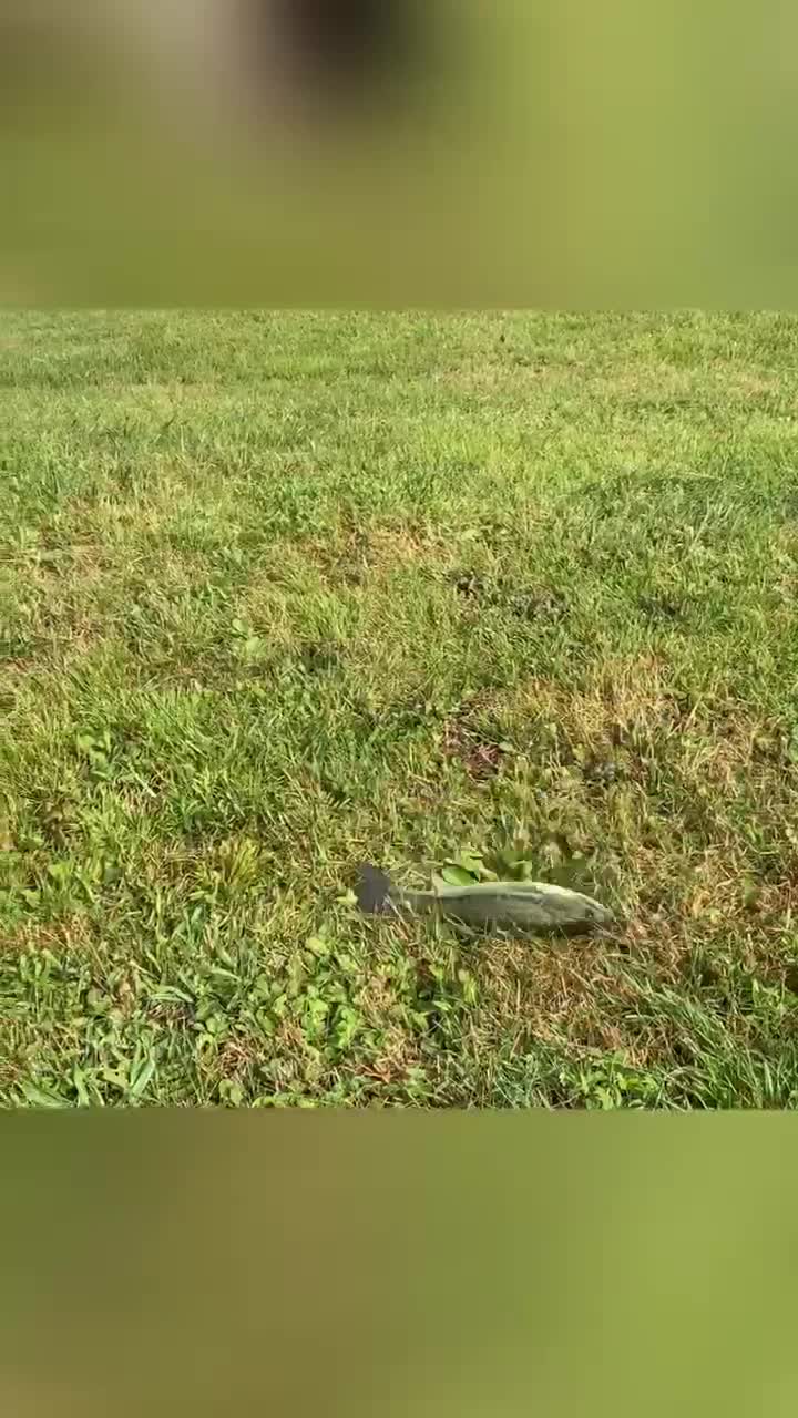 Bogart the Cardigan Welsh Corgi plays with fish