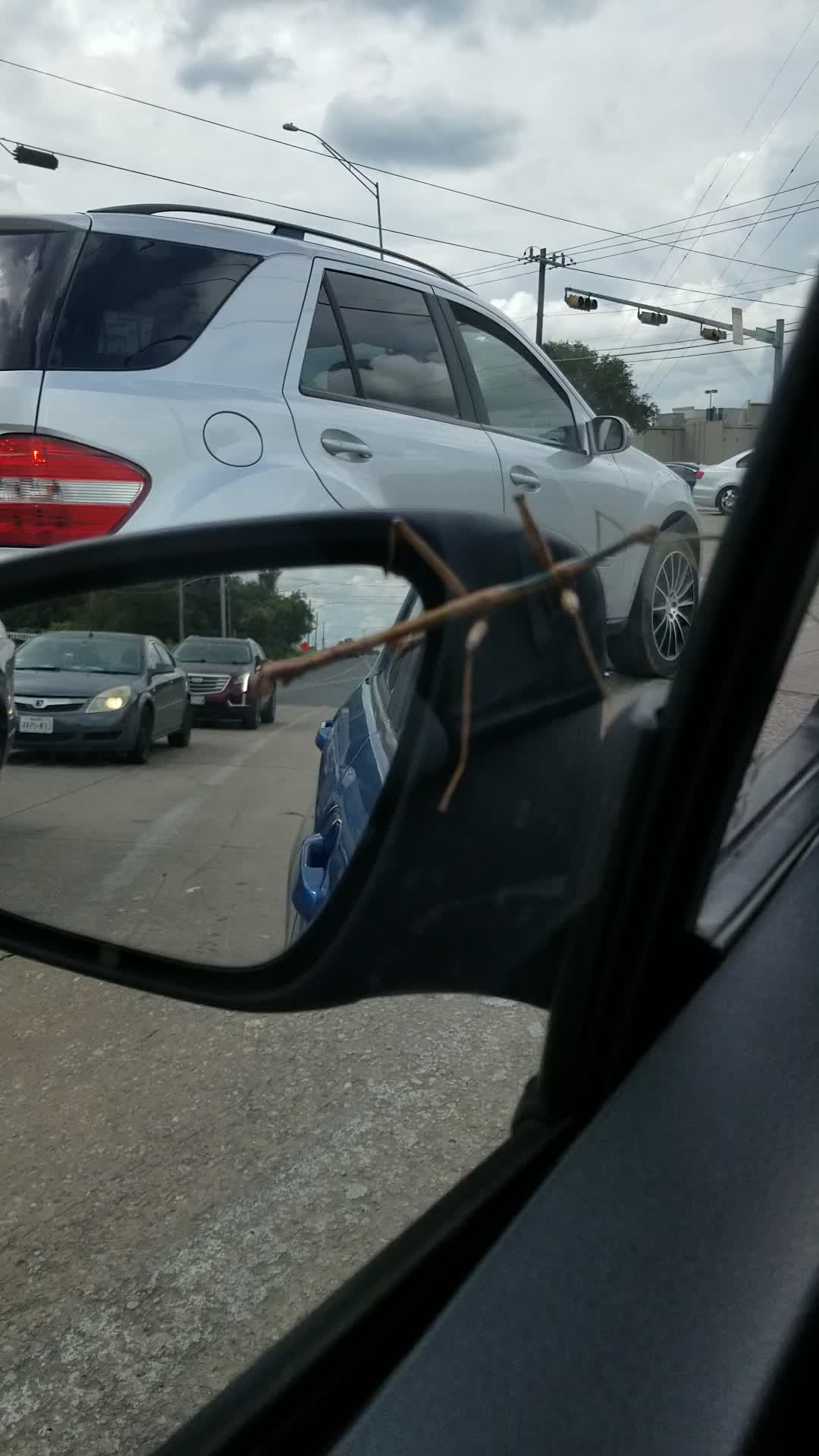 Texas GIANT Walking Stick pt2