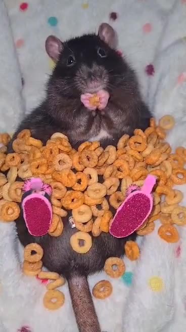 Adorable Rat Rests In a Blanket of Cheerios