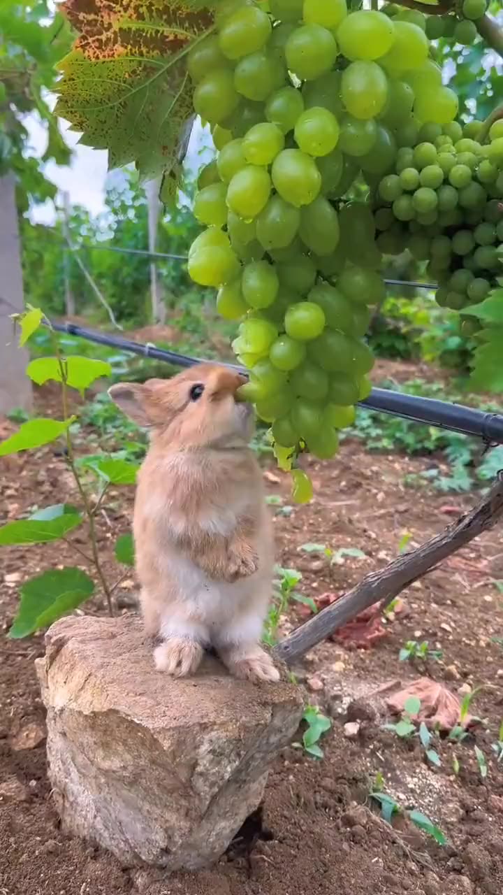Young Bunny Rabbit Eats Grapes While Standing On A Rock