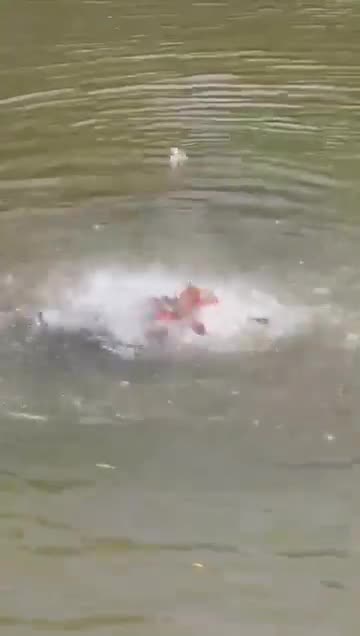 Piranhas and Alligator devour ox head in river in Brazil