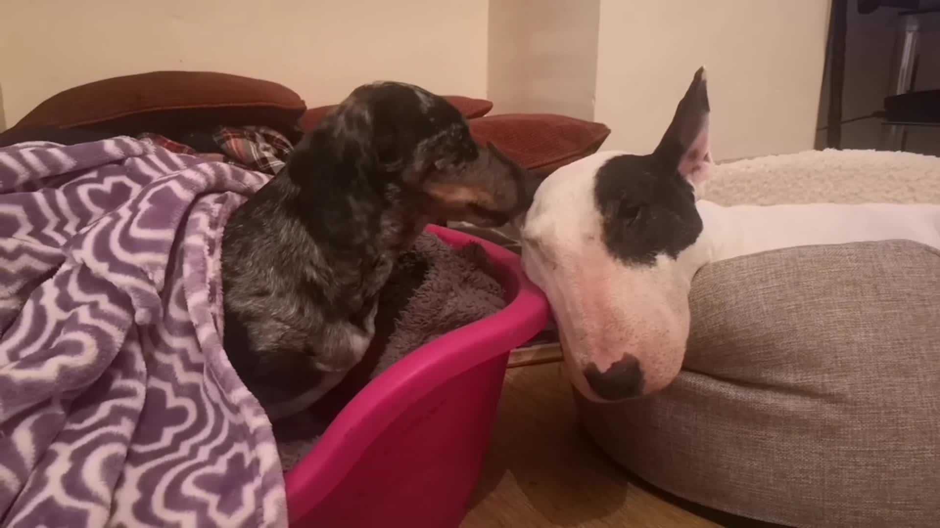 So adorable, Nightly wash down for Queen Hermione by her humble servant ...