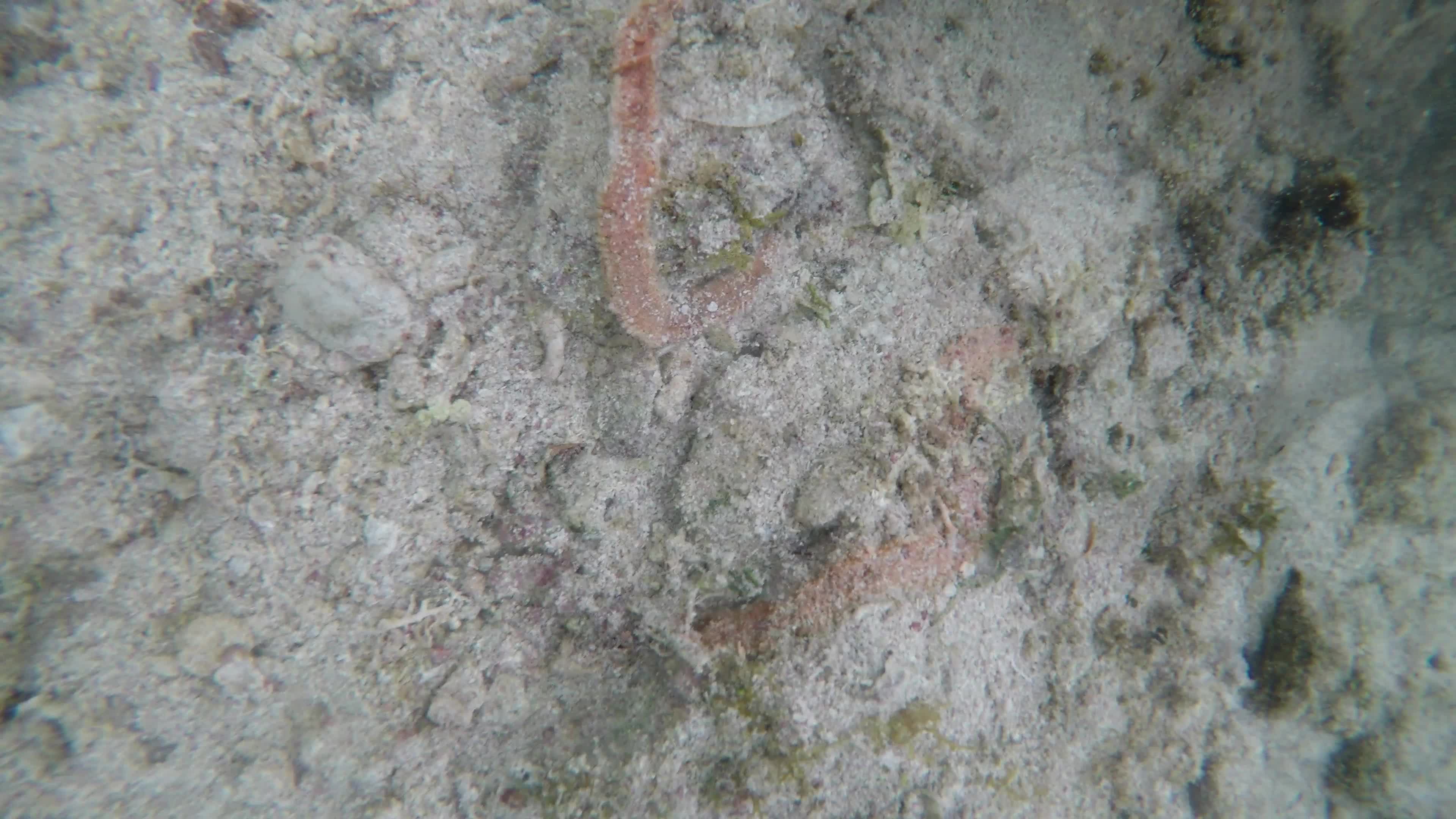 Foot long venomous fireworm found at the beach