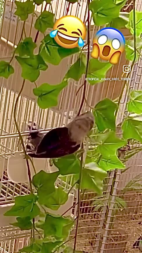 Prison Break - Love Bird Escaping🤩😅😂