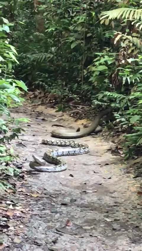 King Cobra Doesn't Waste Time Attacking Python