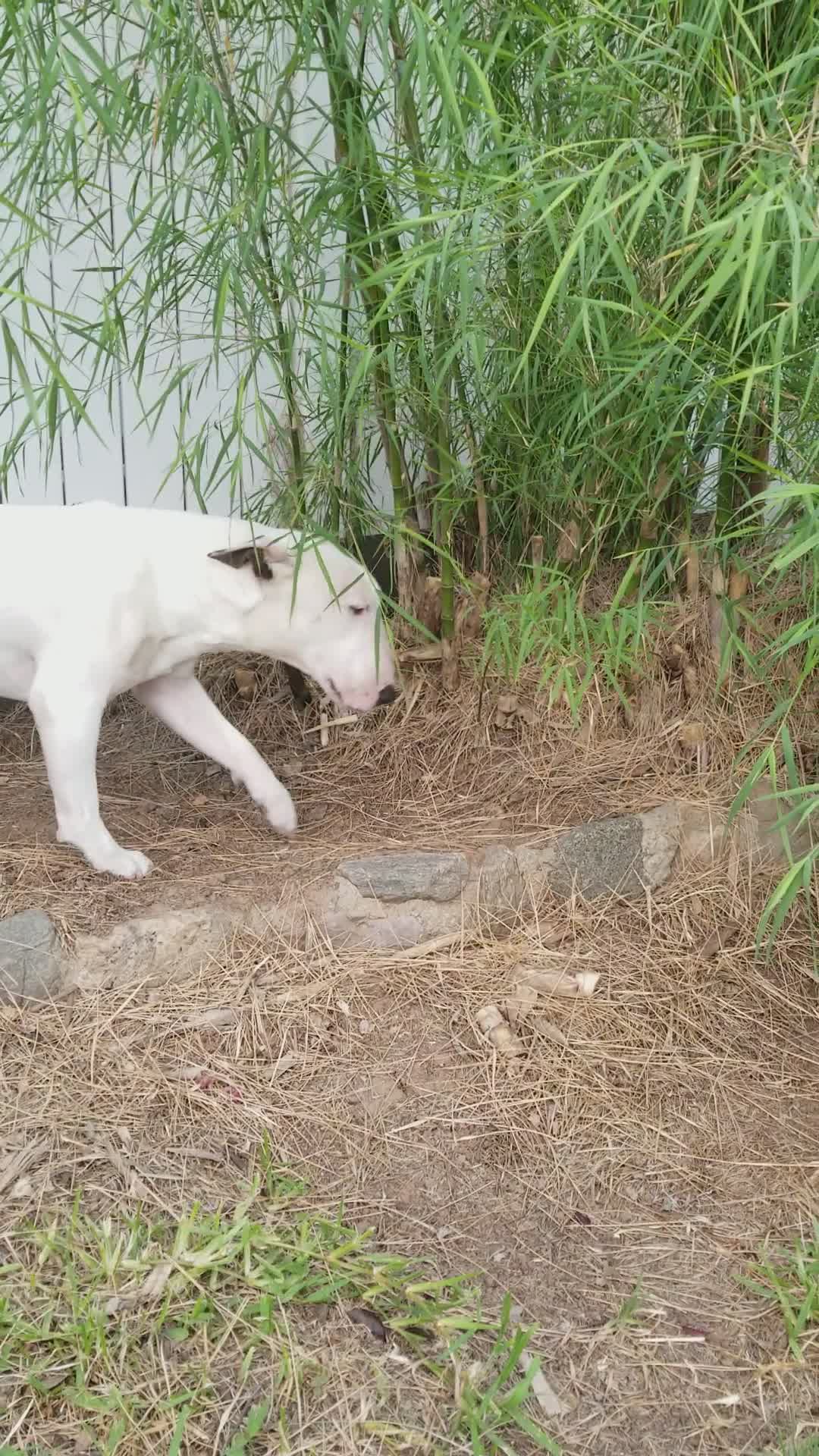 Mexican Bamboo Bully Trance, Chief the Bull Terrier