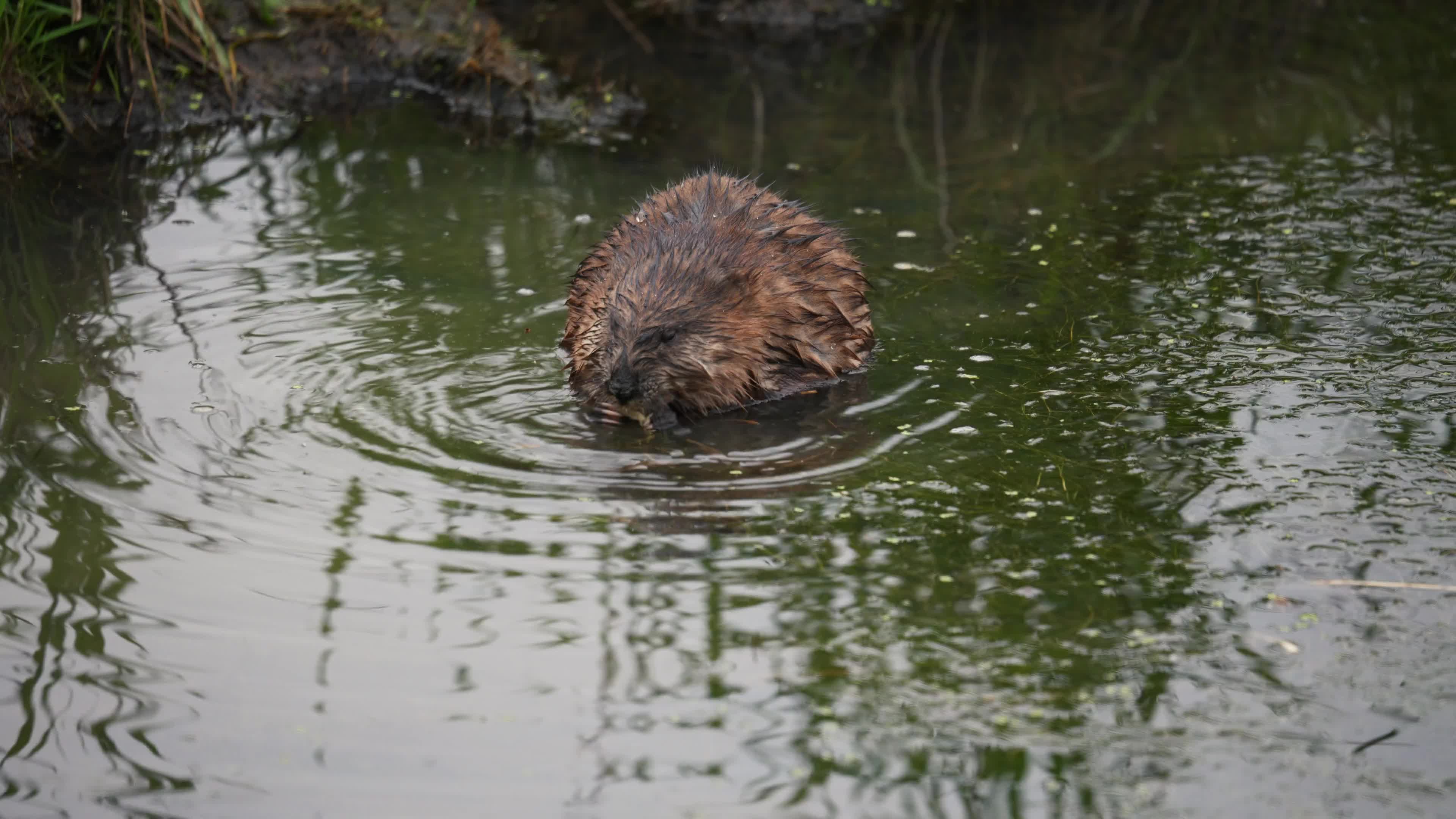 Beavers are one of the unique types of animals and the shape is cute