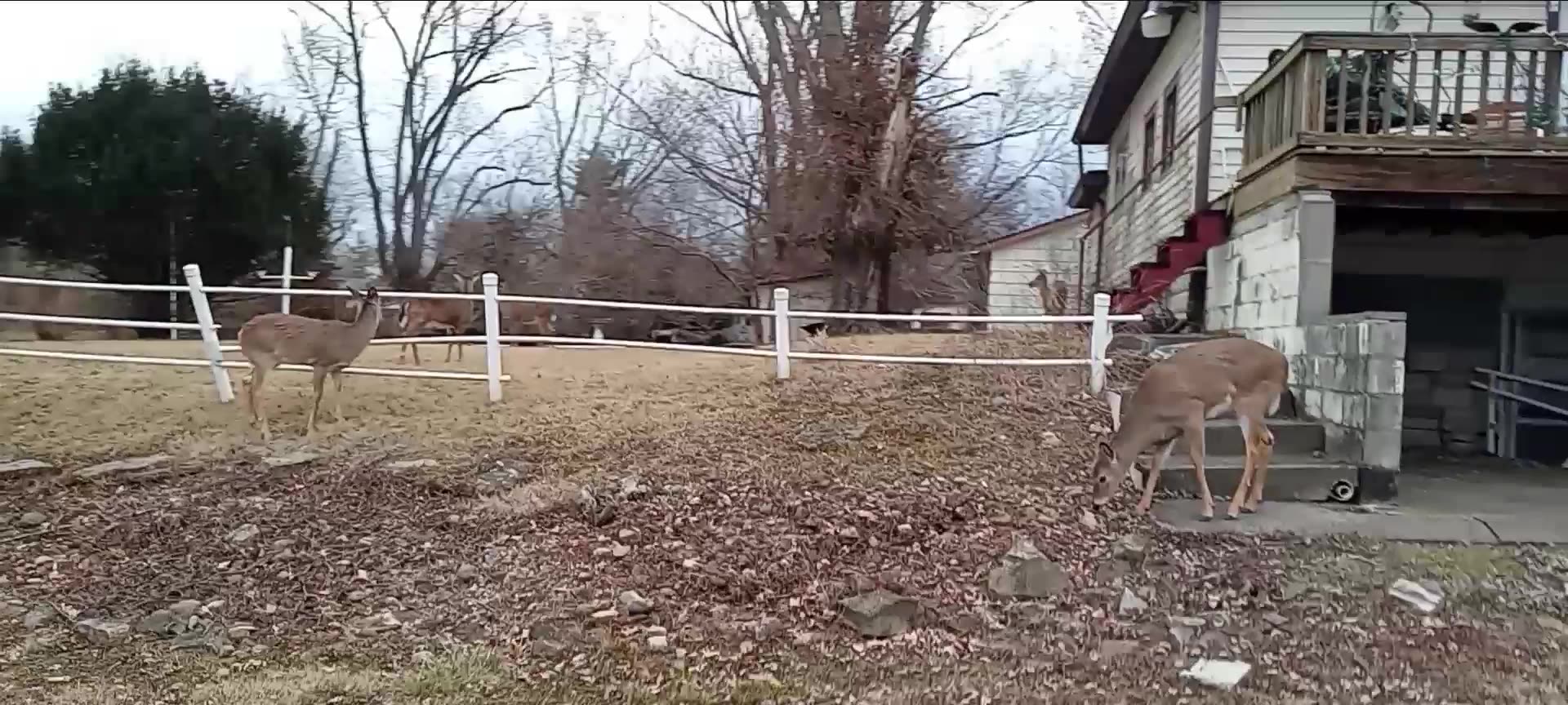 Munching with no Fear - How Many Deer Do You See?