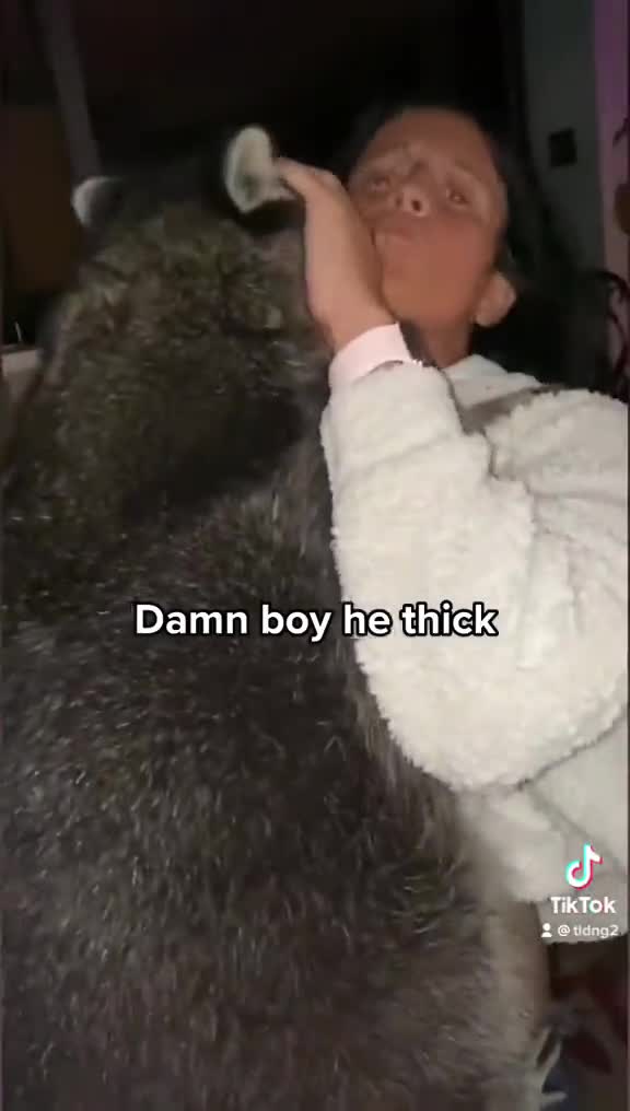 My Big Boy Bandit, the Raccoon