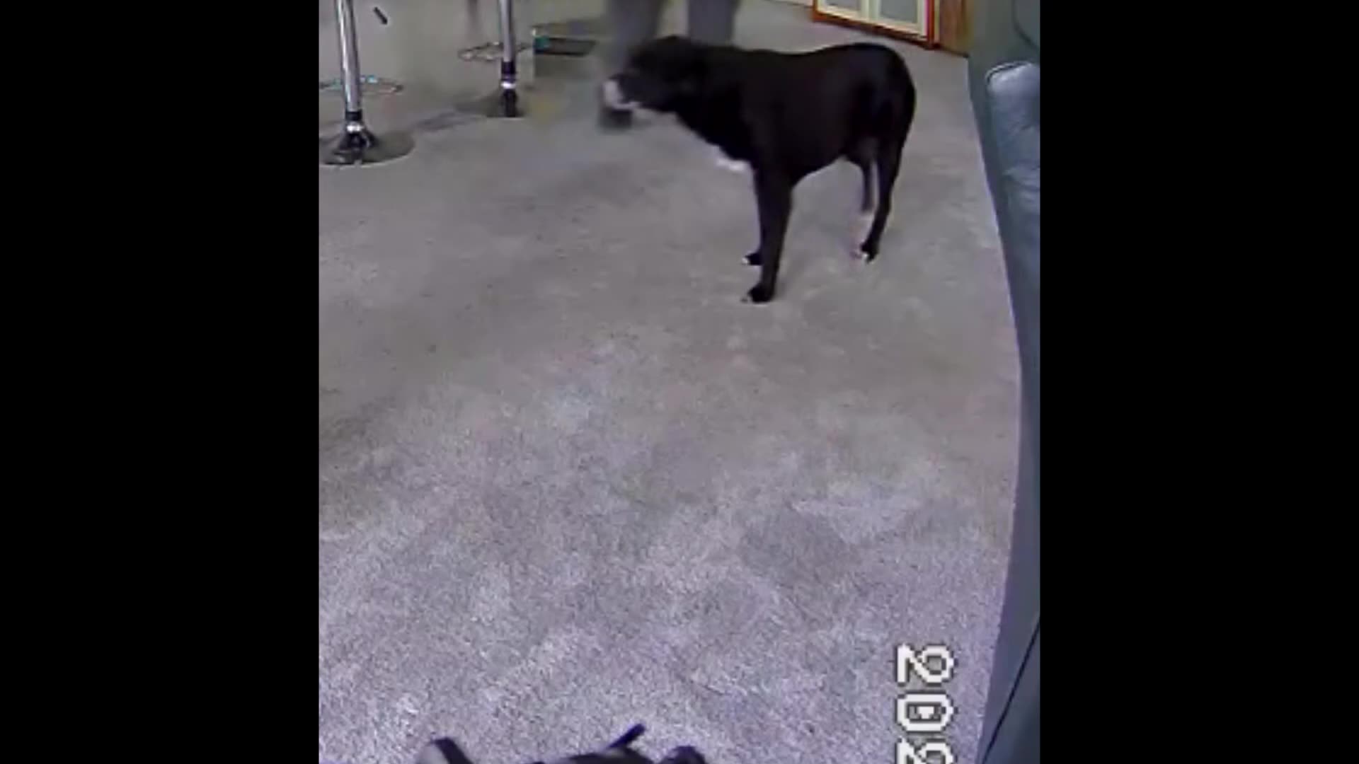 Dog Charlie Roo scratching out his Fungi Ear so more ear drops time ...