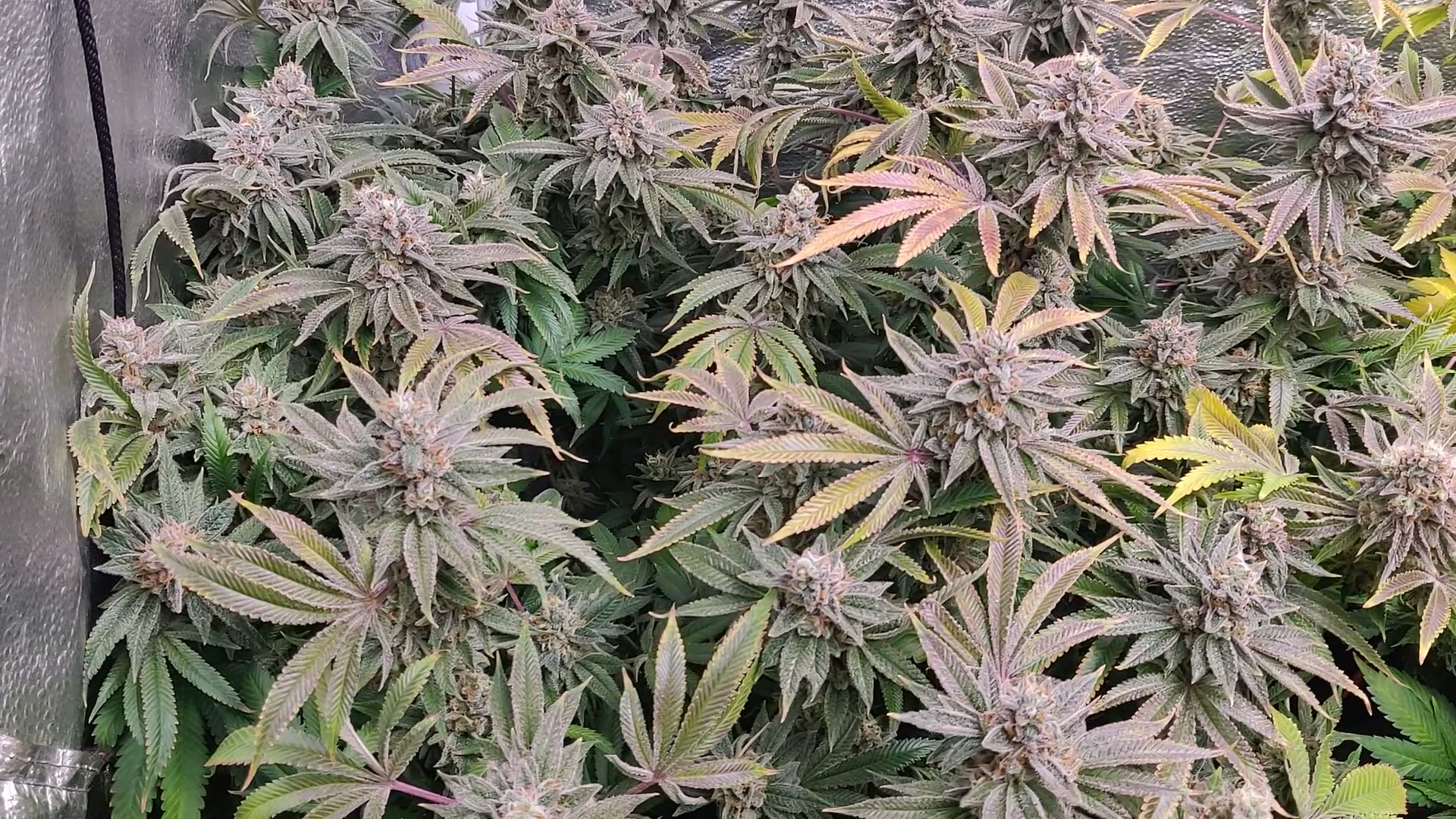 Day 62 from flip (Flush) Fire OG x Alien Rift, Blackberry x Hammer (day ...